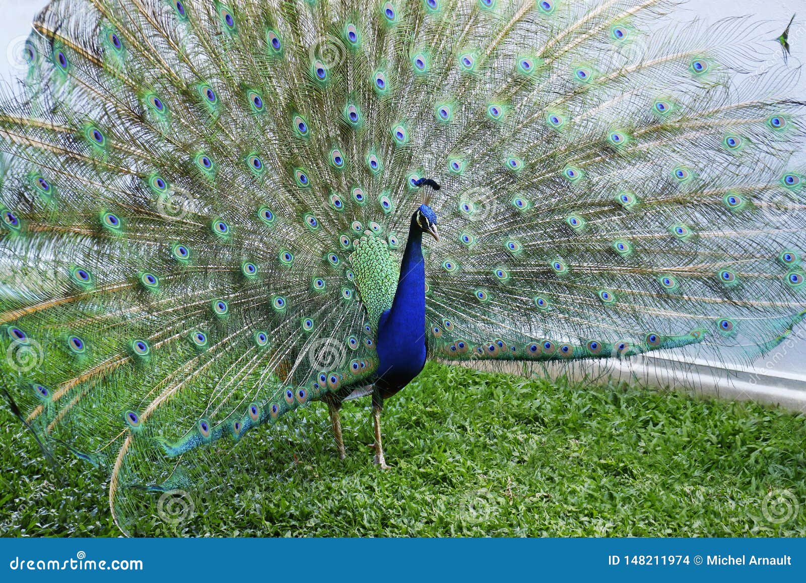 Peacock with Tail in Plume Spread Stock Photo - Image of close, plume ...