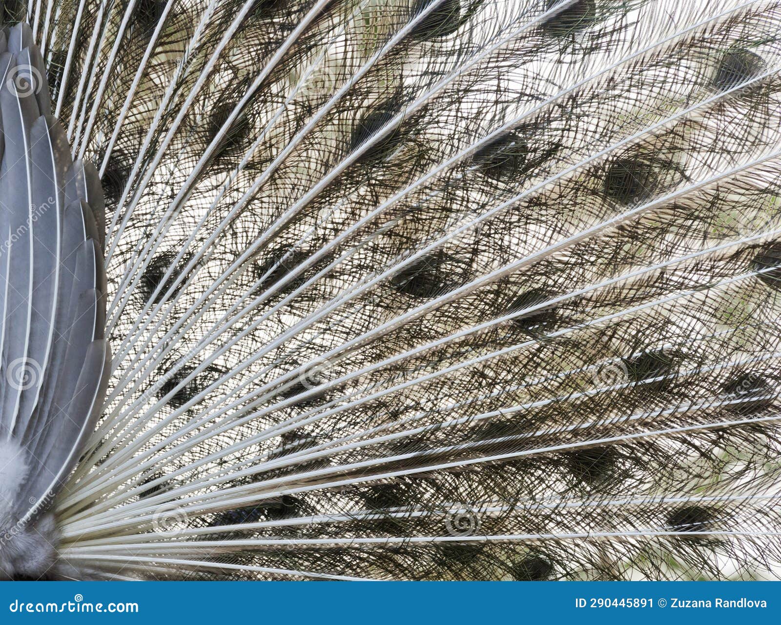 Peacock tail, rear view stock image. Image of rear, environment - 290445891