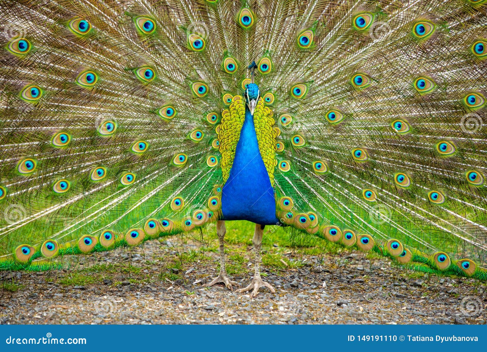 Peacock on Territory of Medieval Castle Blatna in Spring Time, Czech ...