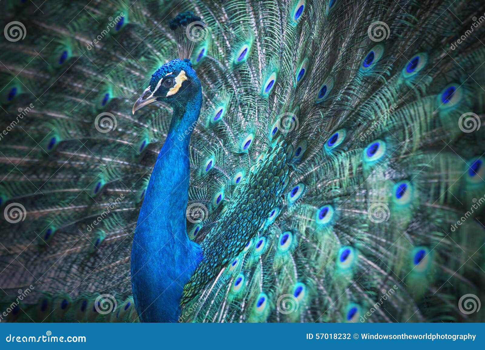 Peacock Train on Display stock photo. Image of train - 57018232