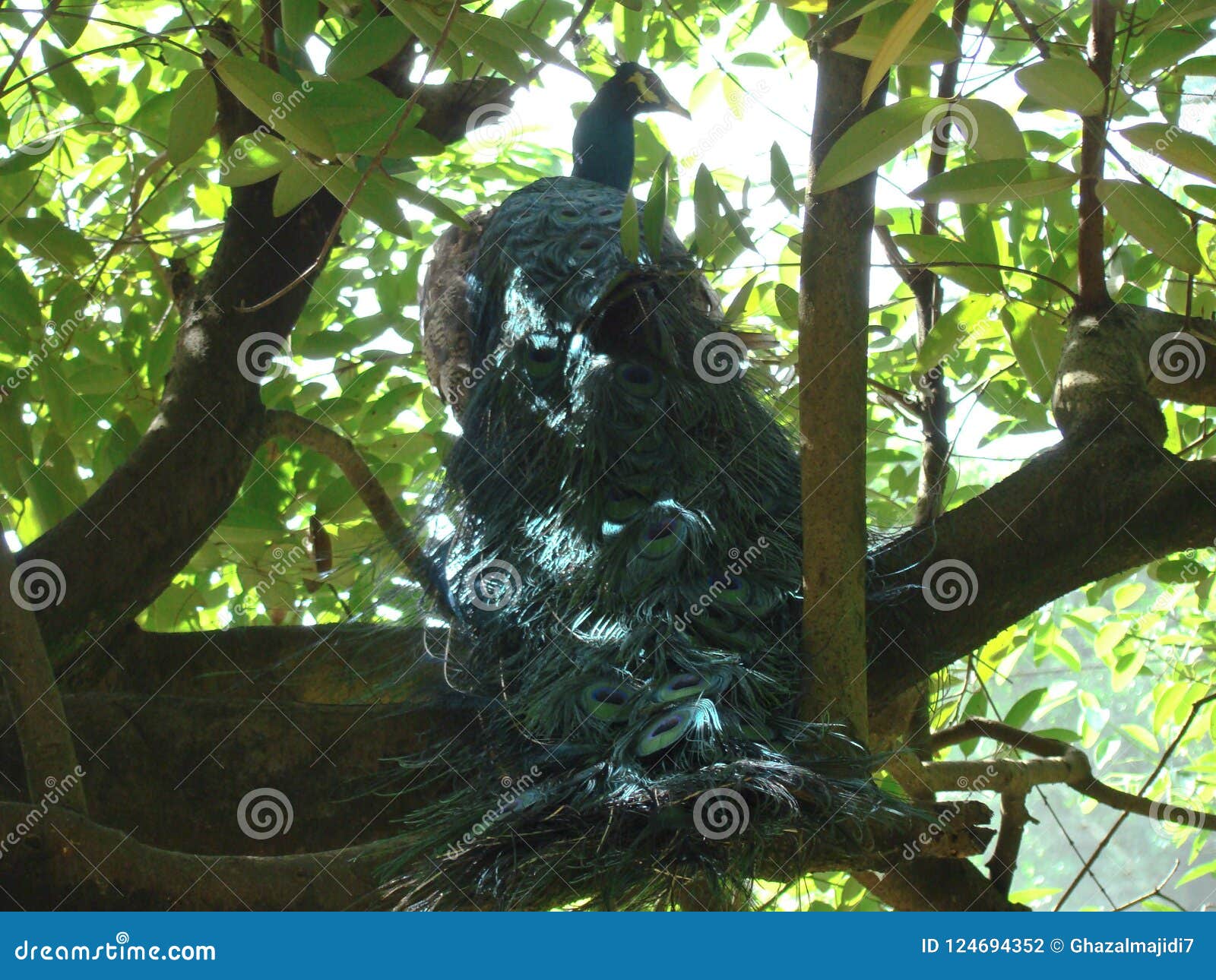 Peacock on a tree stock photo. Image of bird, peacock - 124694352