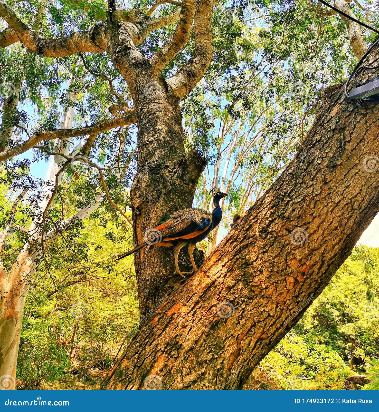 Peacock on the tree stock photo. Image of feathers, beauty - 174923172