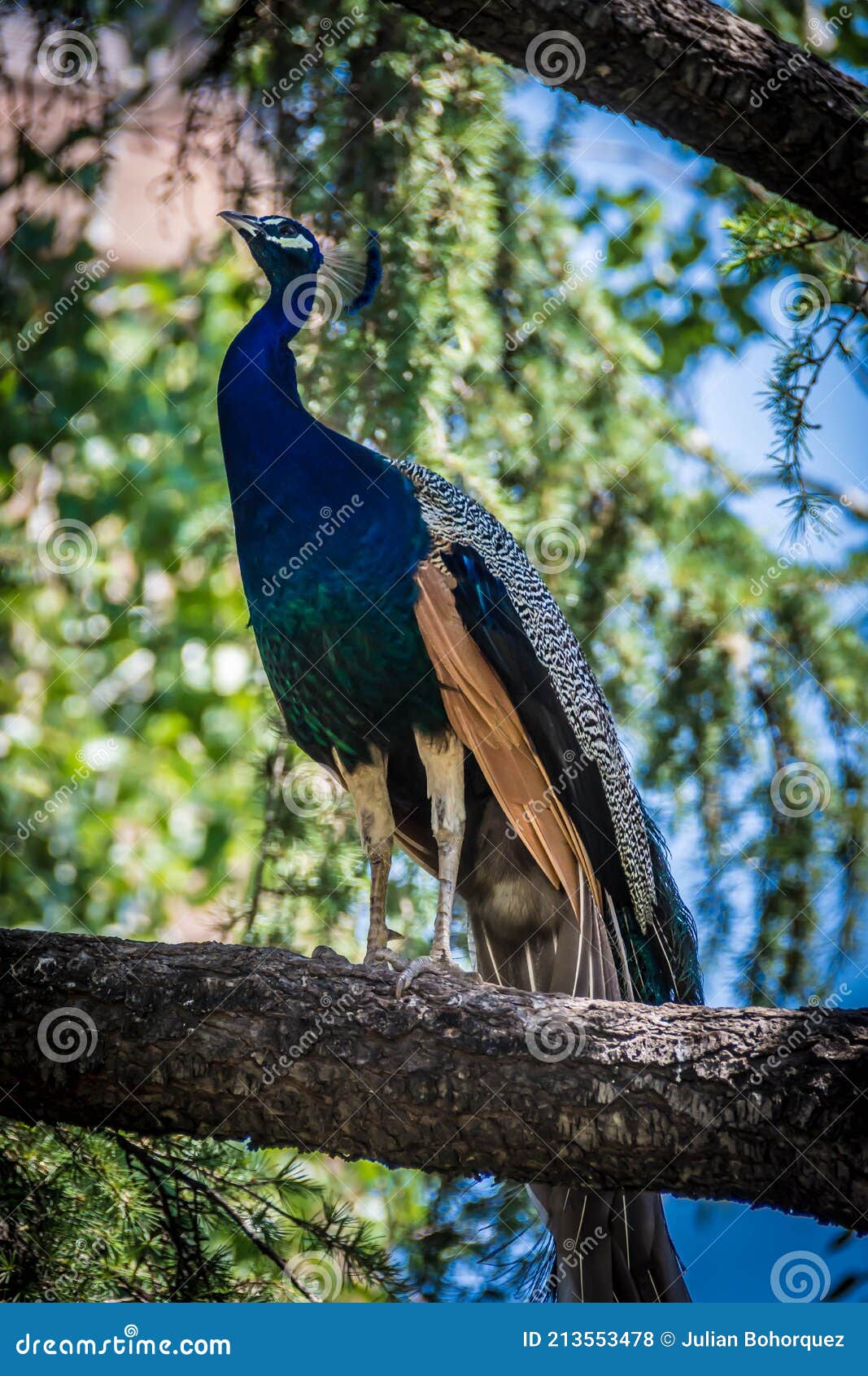 Peacock on a tree branch stock photo. Image of head - 213553478