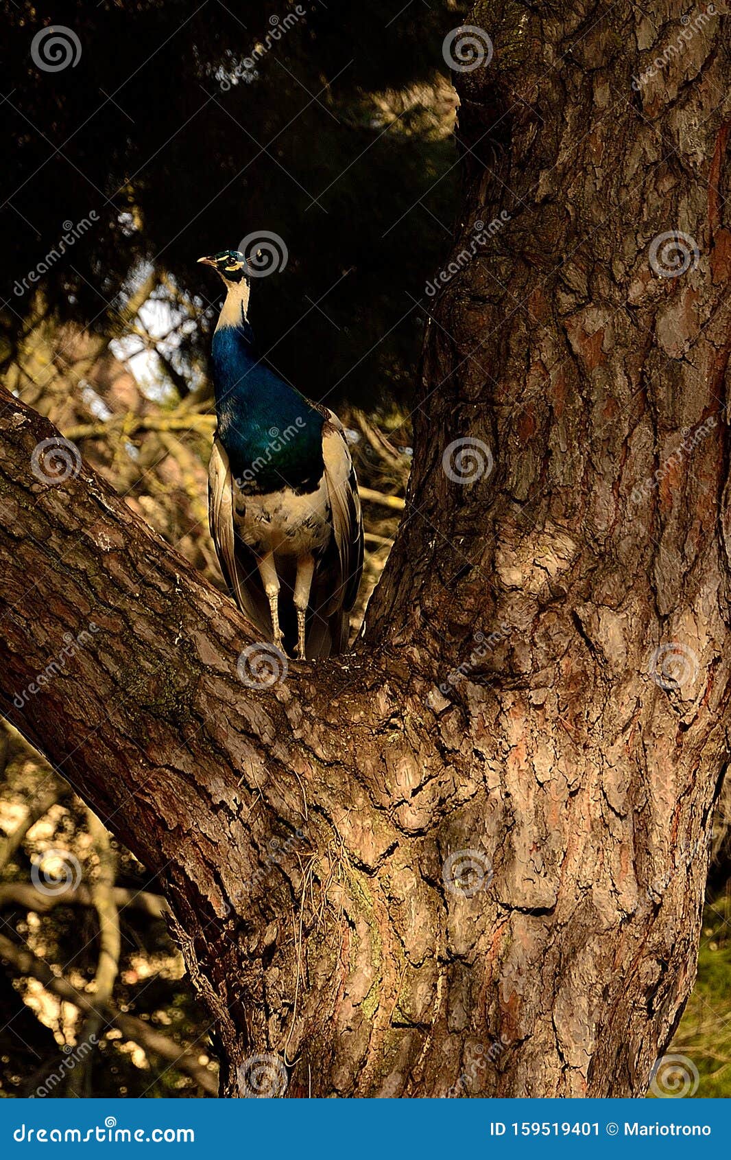 Peacock on a tree branch stock image. Image of blue - 159519401