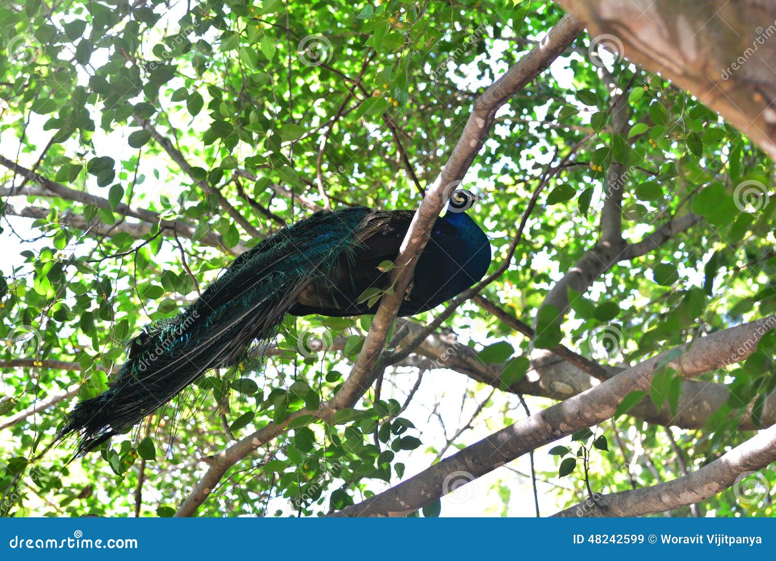 Peacock on tree stock image. Image of colorful, colours - 48242599