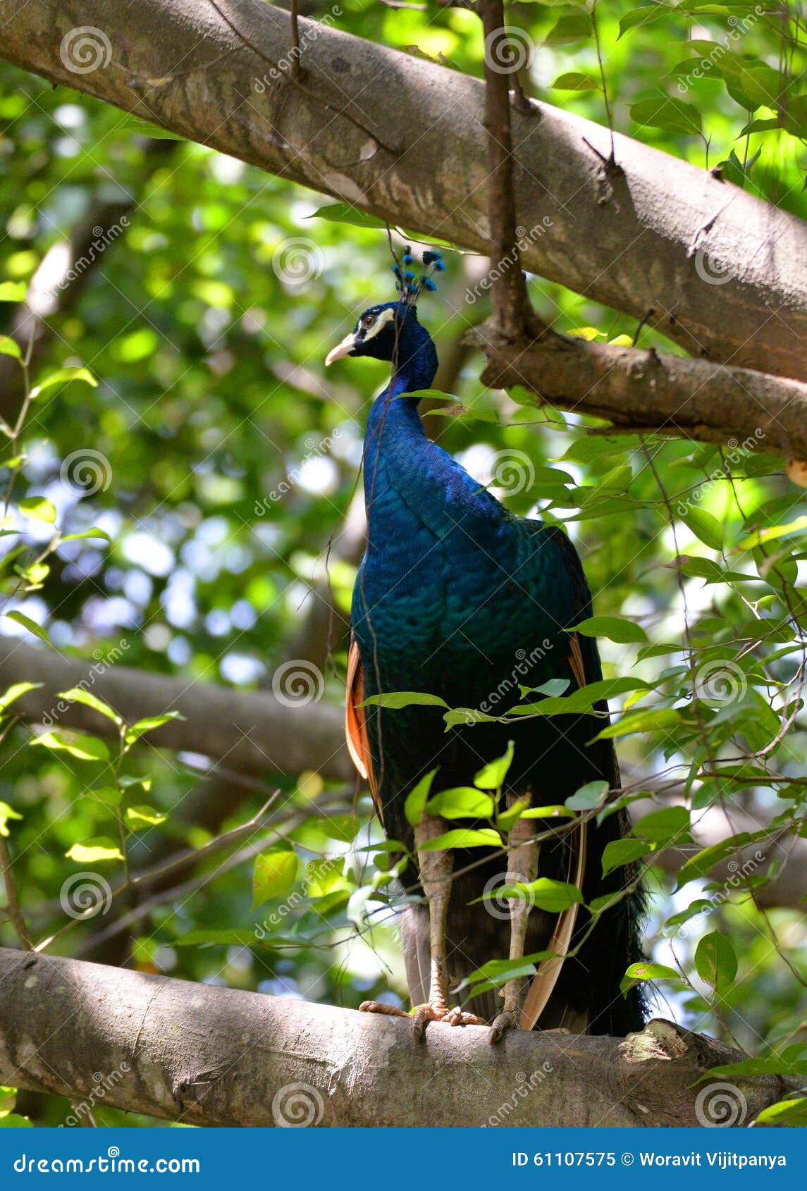 Peacock on tree stock image. Image of ground, conservation - 61107575