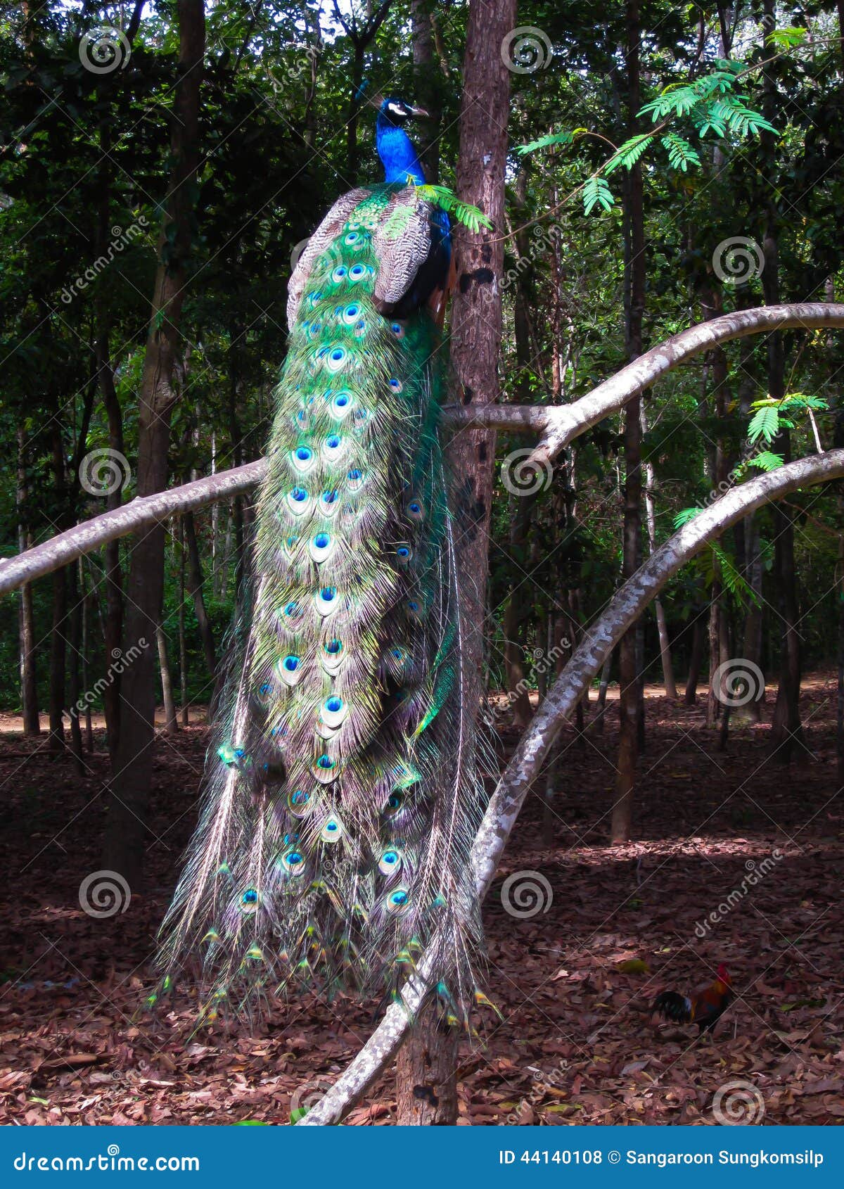 Peacock on tree stock photo. Image of peaock, peacock - 44140108