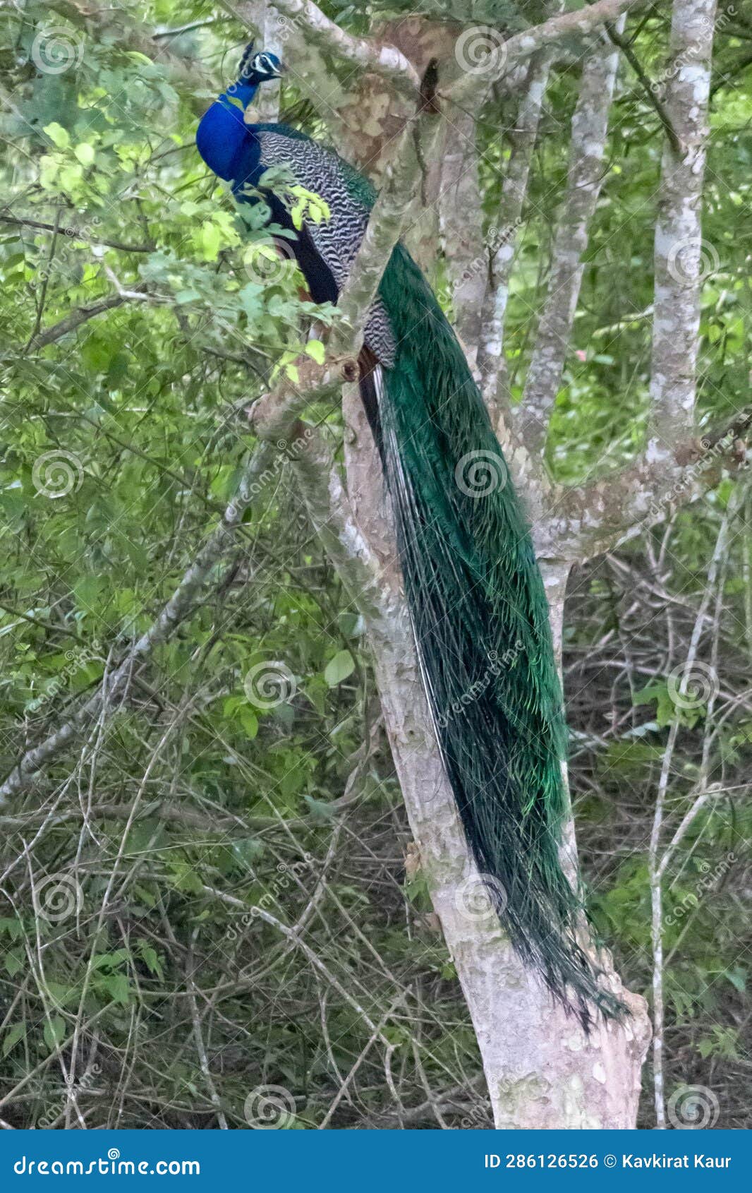 Peacock on a Tree in the Forest Stock Photo - Image of woodland ...