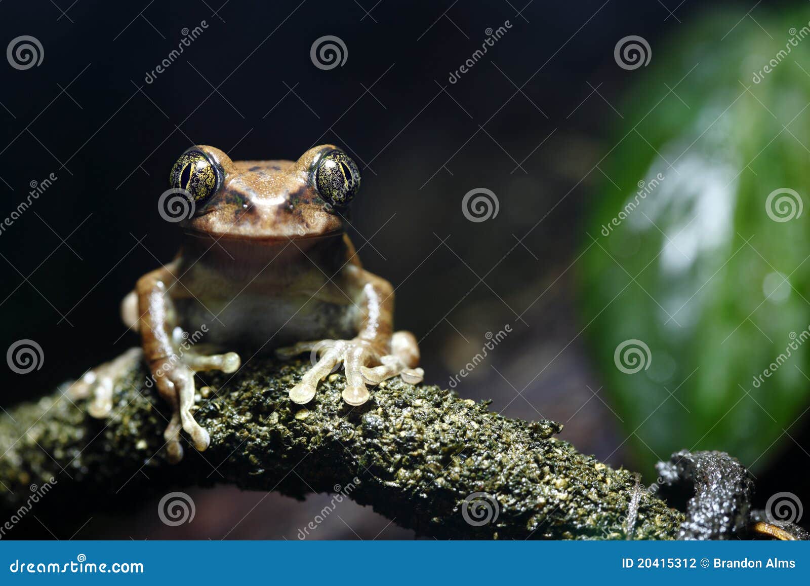 Peacock Tree Frog stock photo. Image of frog, tanzania - 20415312