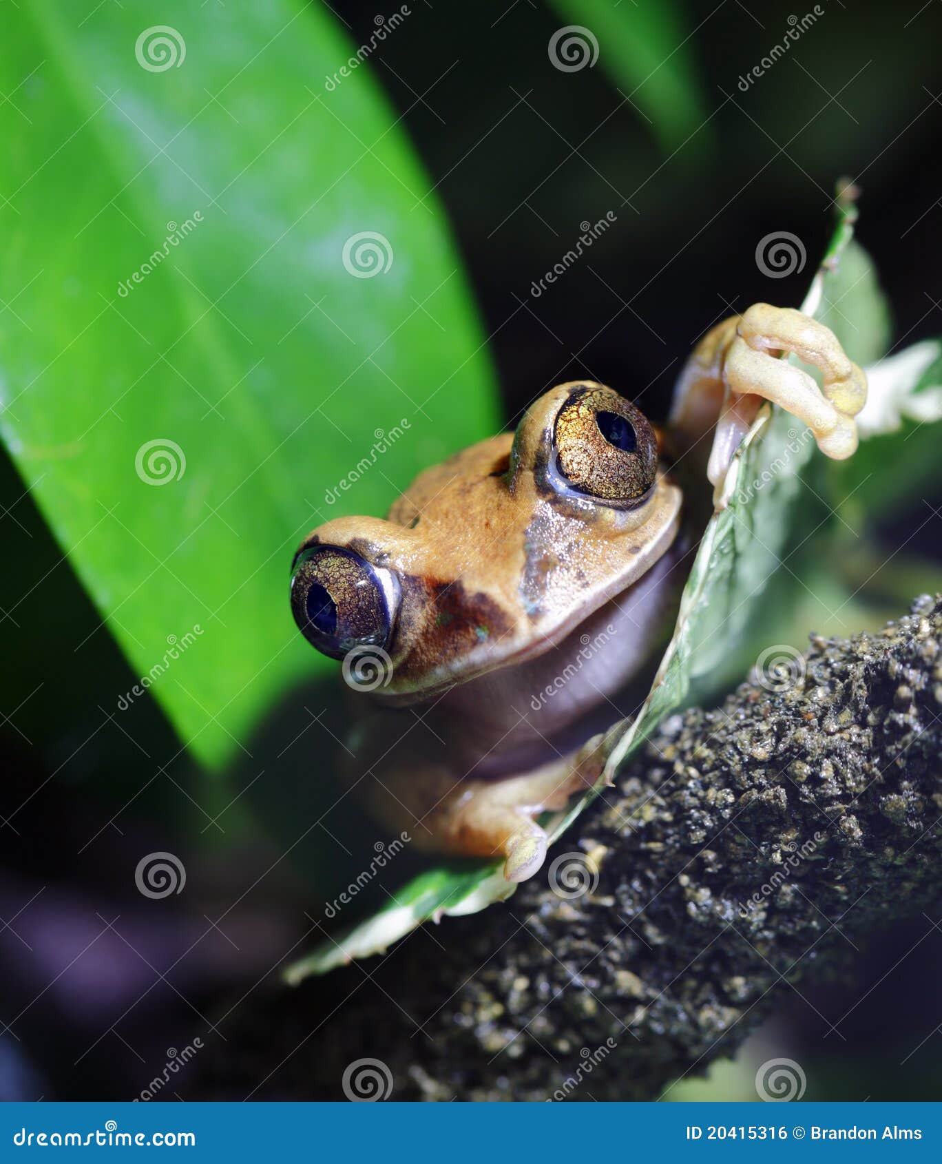 Peacock Tree Frog stock photo. Image of copy, frog, tropical - 20415316