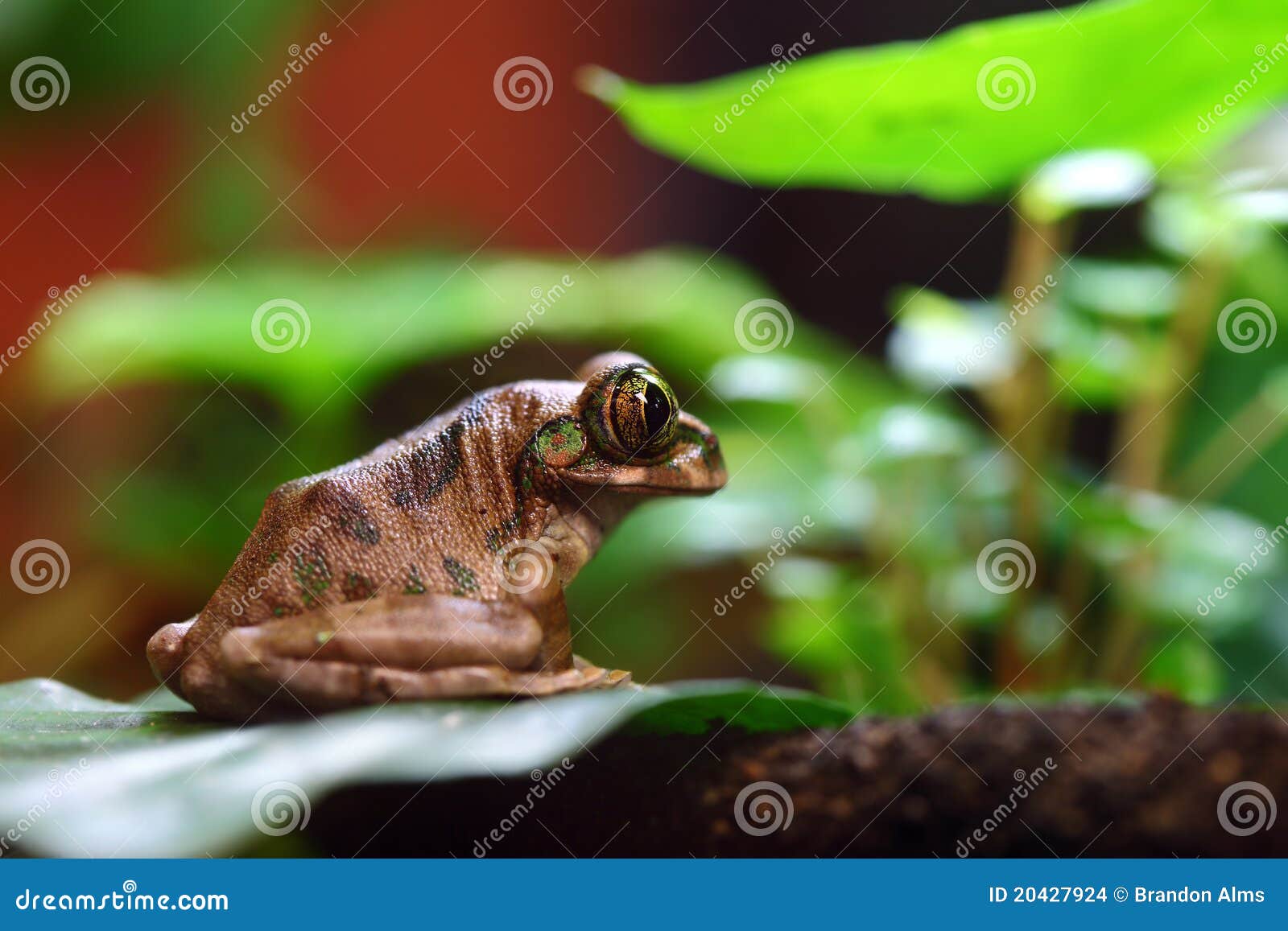 Peacock Tree Frog stock photo. Image of tropical, animal - 20427924