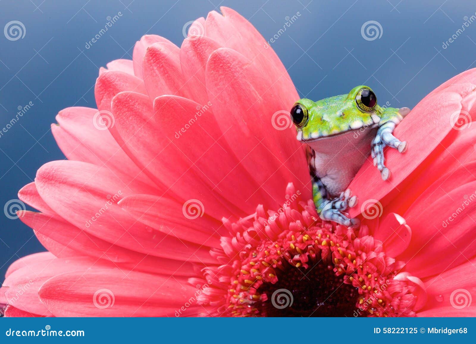 Peacock tree frog stock image. Image of looking, black - 58222125