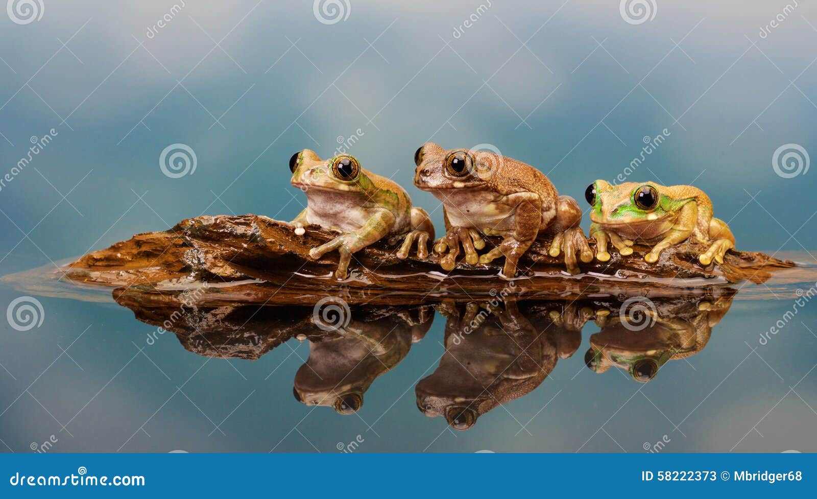 Two Frogs Royalty-Free Stock Photography | CartoonDealer.com #20885141