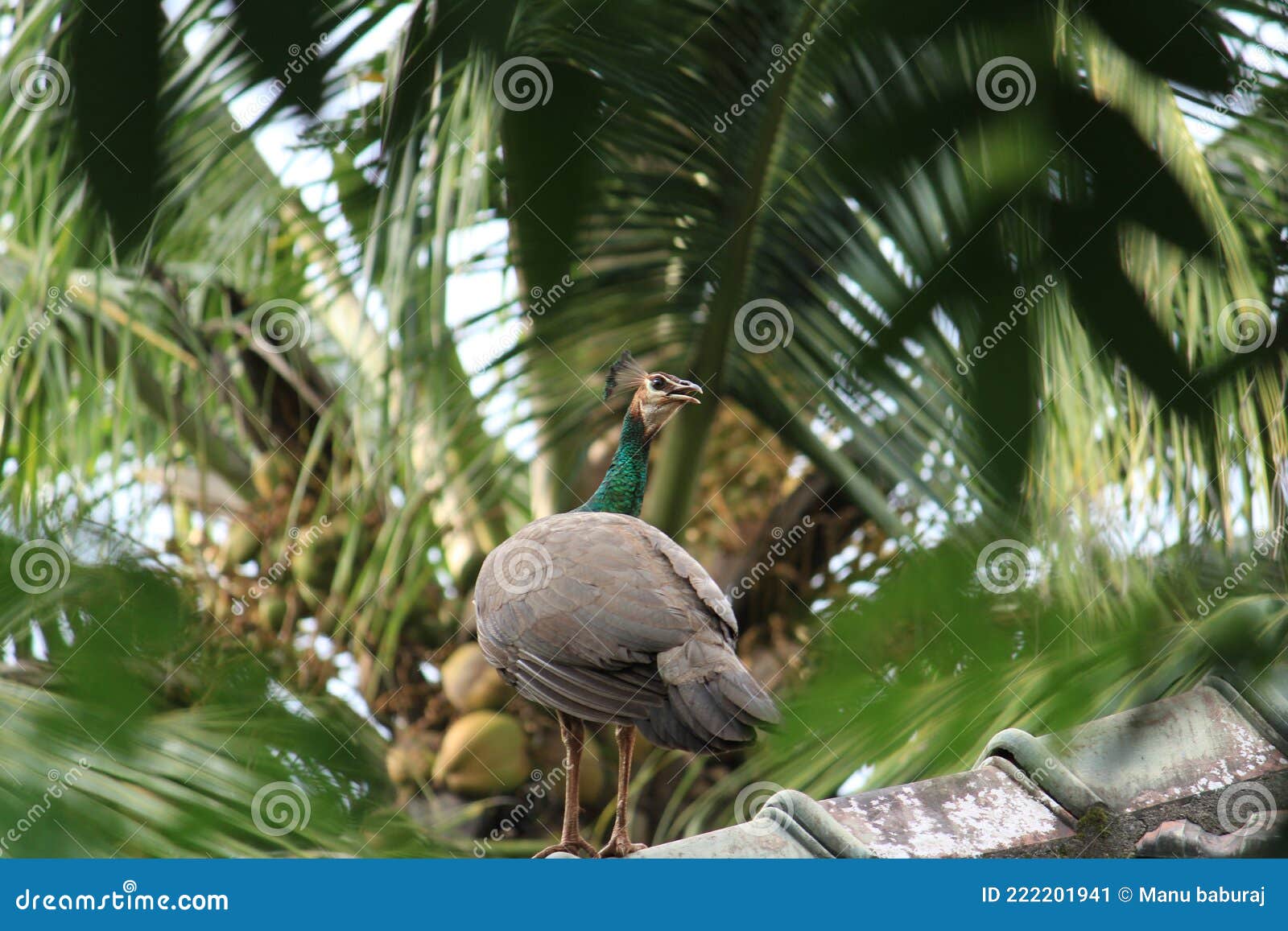 A peacock on a tree. stock image. Image of peacock, natural - 222201941