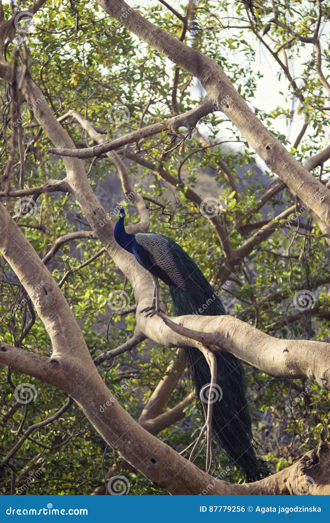 Peacock on a tree stock photo. Image of nature, bird - 87779256