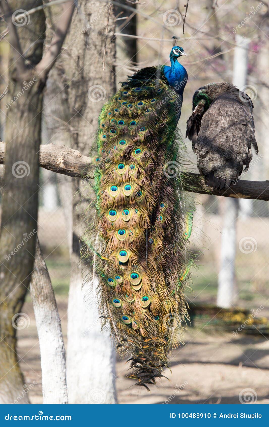 Peacock on a tree in zoo stock photo. Image of safari - 100483910
