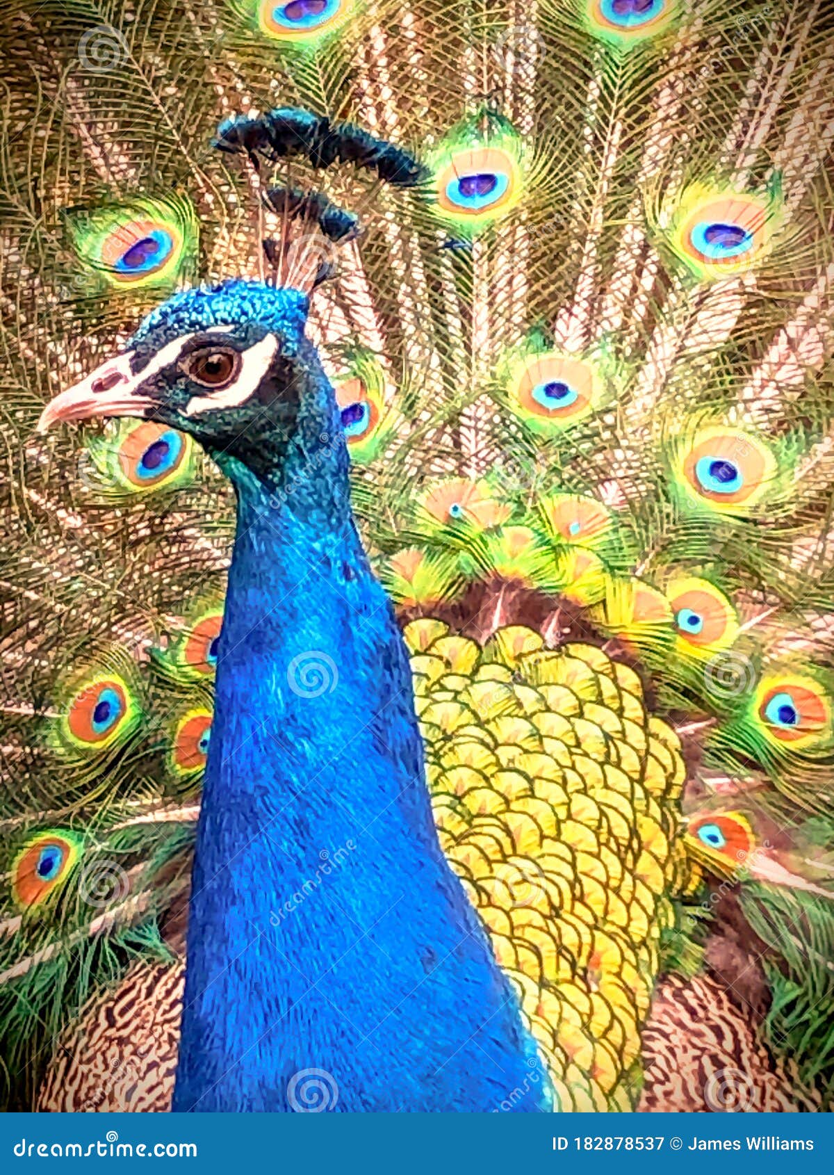 Peacock Mating Dance with Open Feathers Stock Image - Image of animal ...