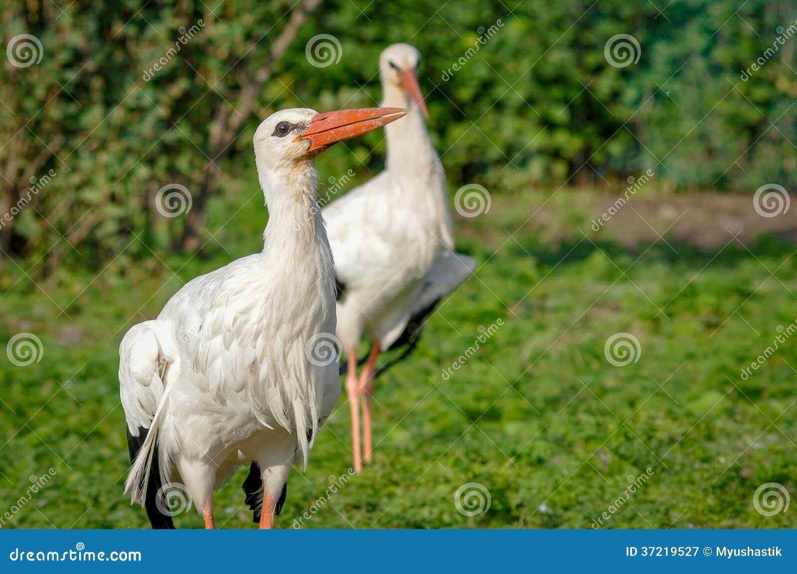 Peacock stock image. Image of stork, farm, fowl, peacock - 37219527