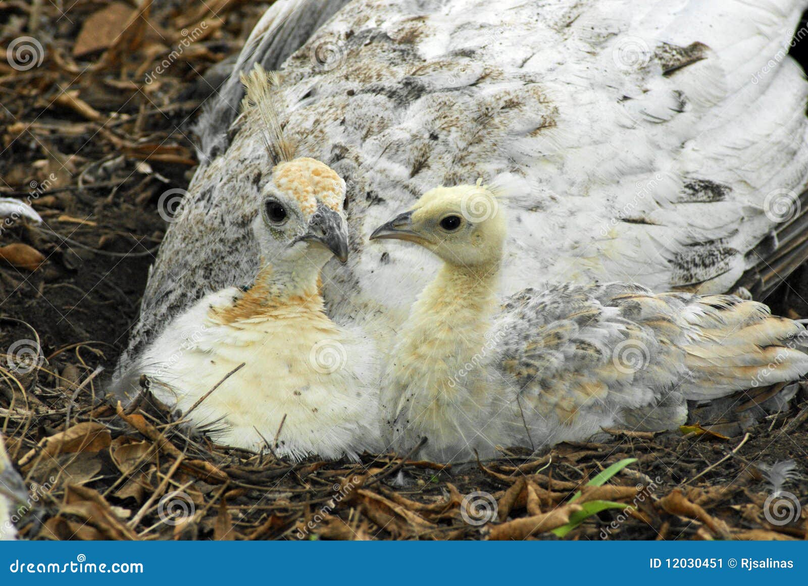 Mother Peacock Bird Guarding Chicks Royalty-Free Stock Photography ...