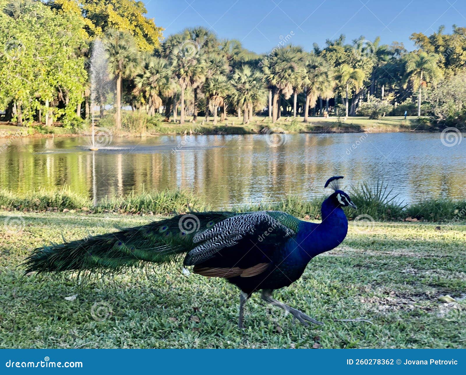 A Peacock Walk stock photo. Image of plant, bird, vibesviewforest ...