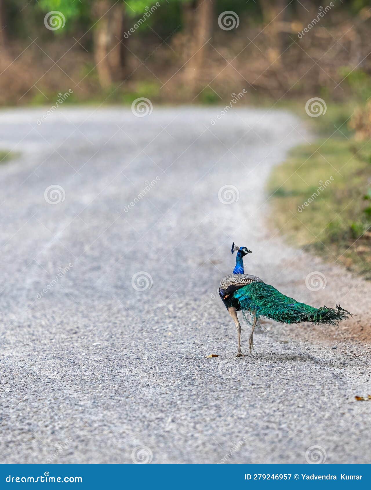 A Peacock stock image. Image of object, animal, nature - 279246957