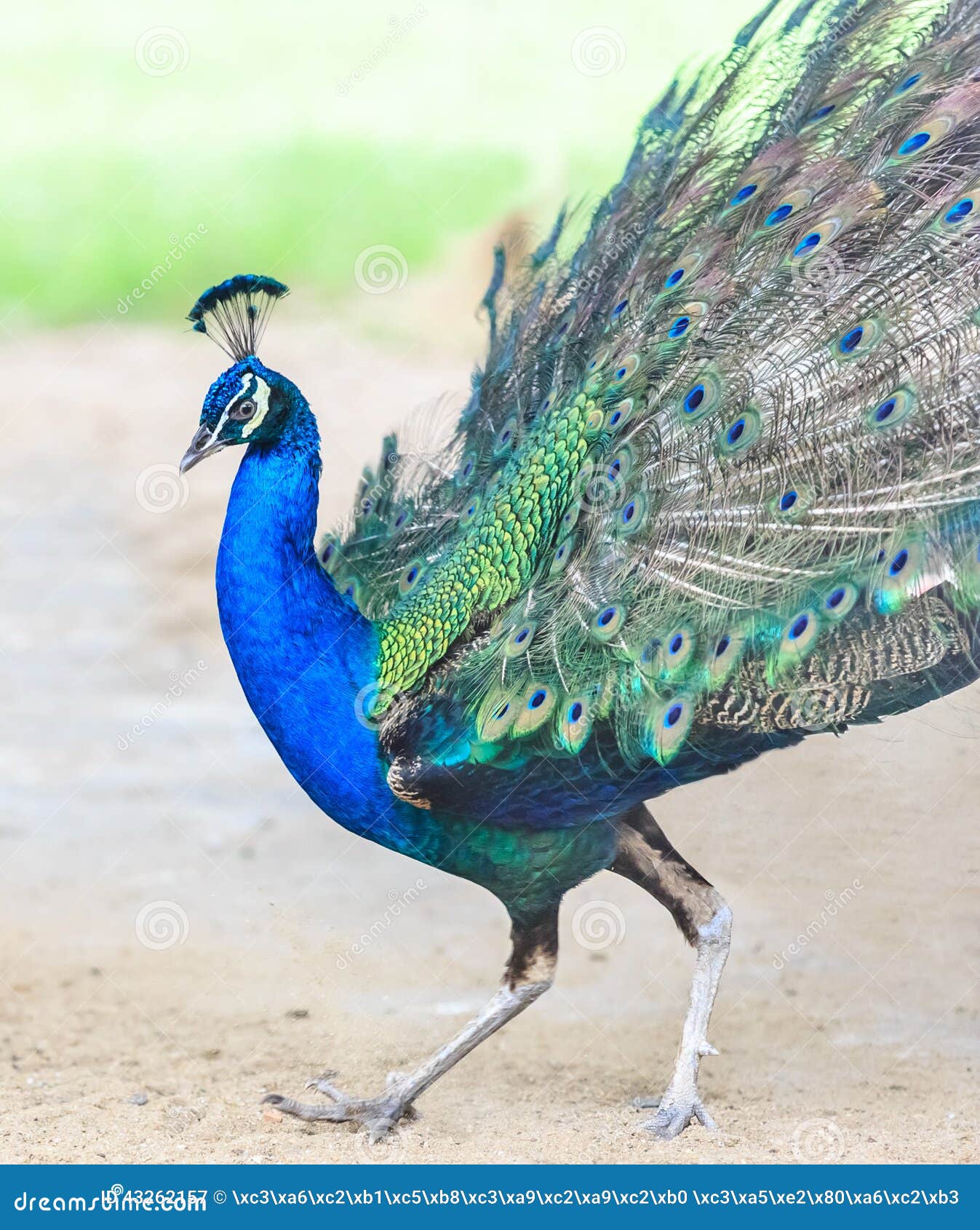 1,052 Peacock Walk Stock Photos - Free & Royalty-Free Stock Photos from ...
