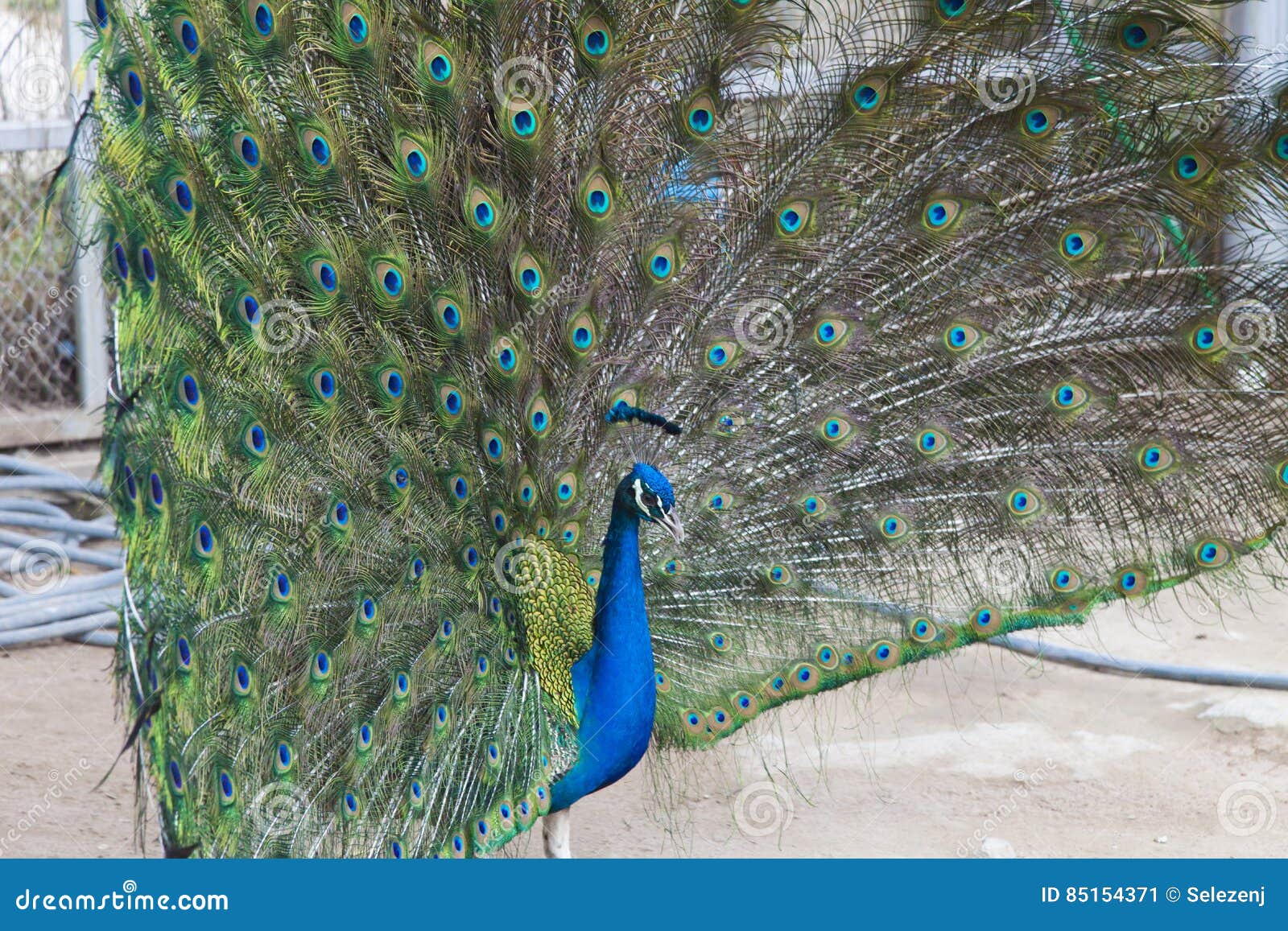 Peacock on walk stock image. Image of feathers, animal - 85154371
