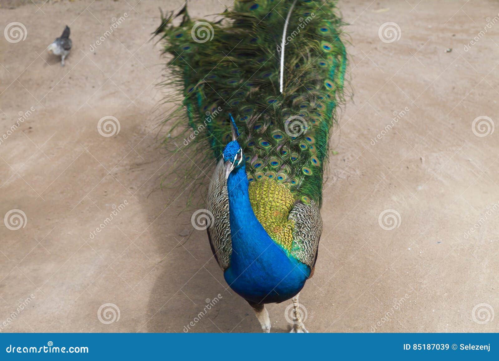 Peacock on walk stock image. Image of nature, elegant - 85187039