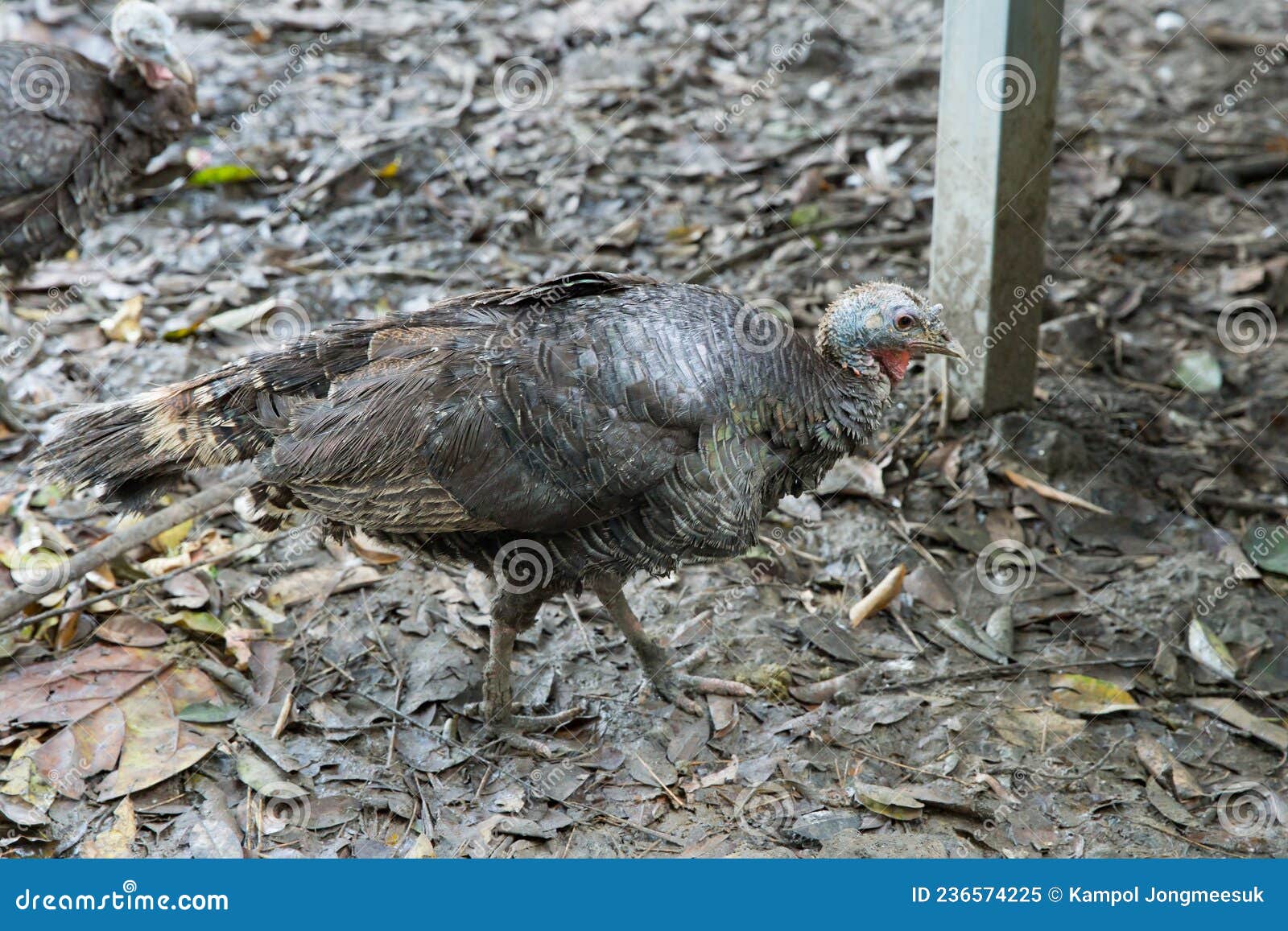 Peacock Walk in the Mud Soil, Focus Selective Stock Image - Image of ...