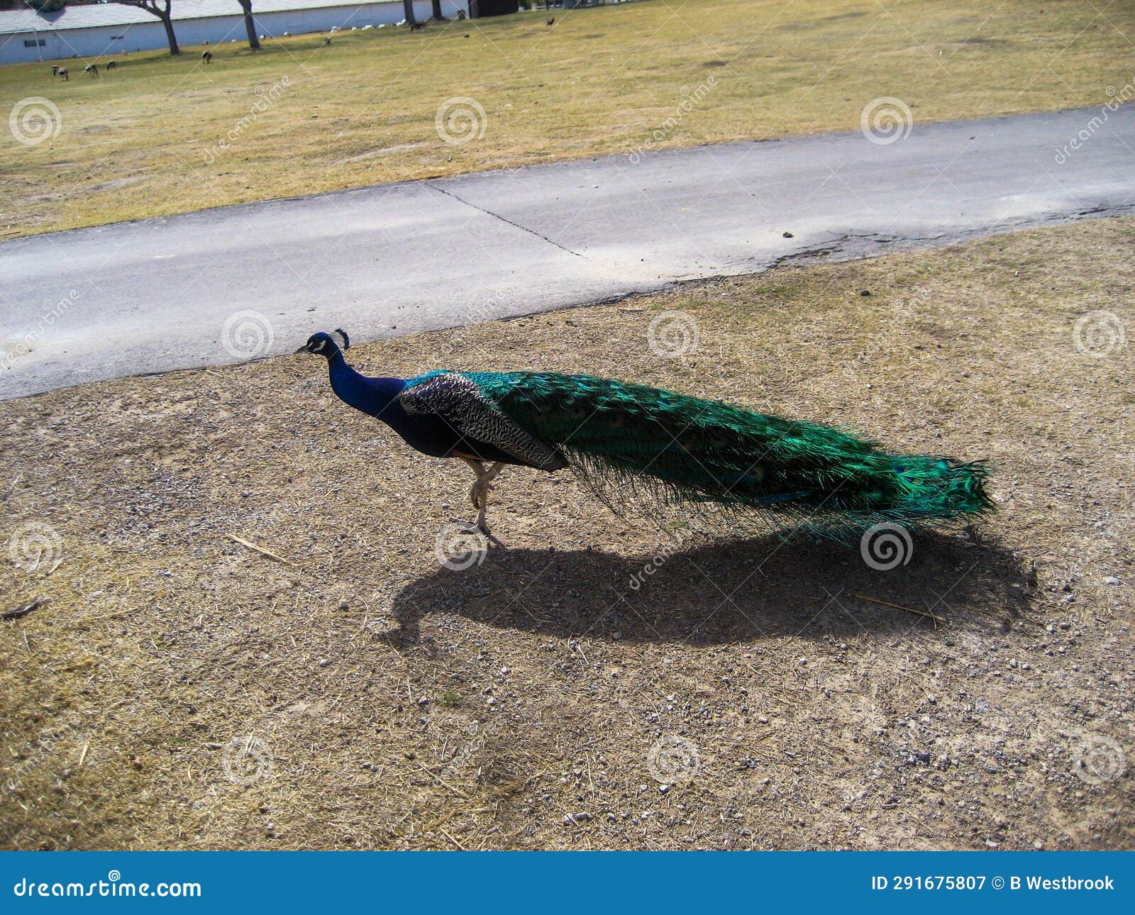 Peacock Walking Around in a Park Stock Image - Image of grass, park ...