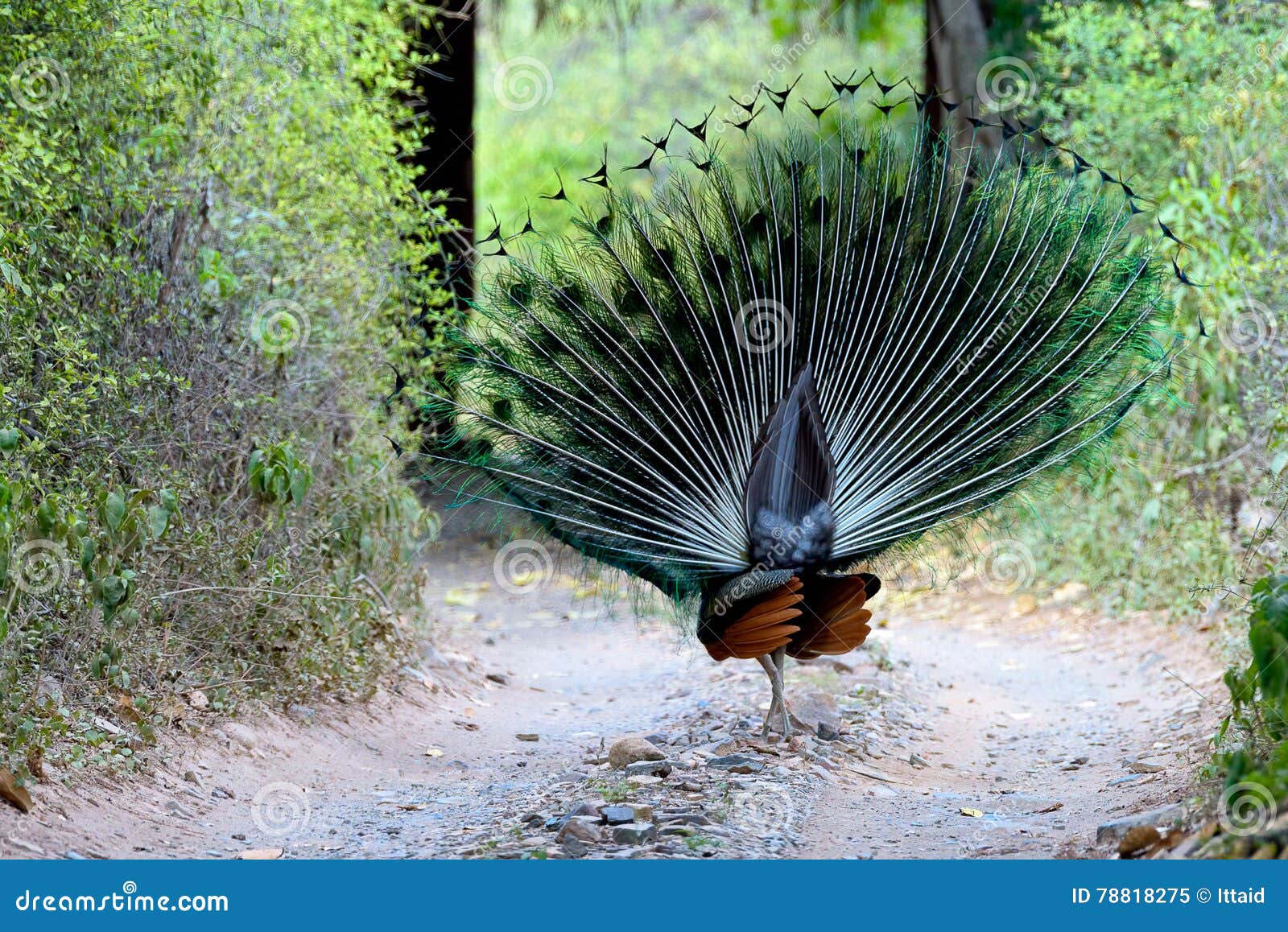 Peacock Walking Down Trail in Forest Stock Image - Image of nature ...