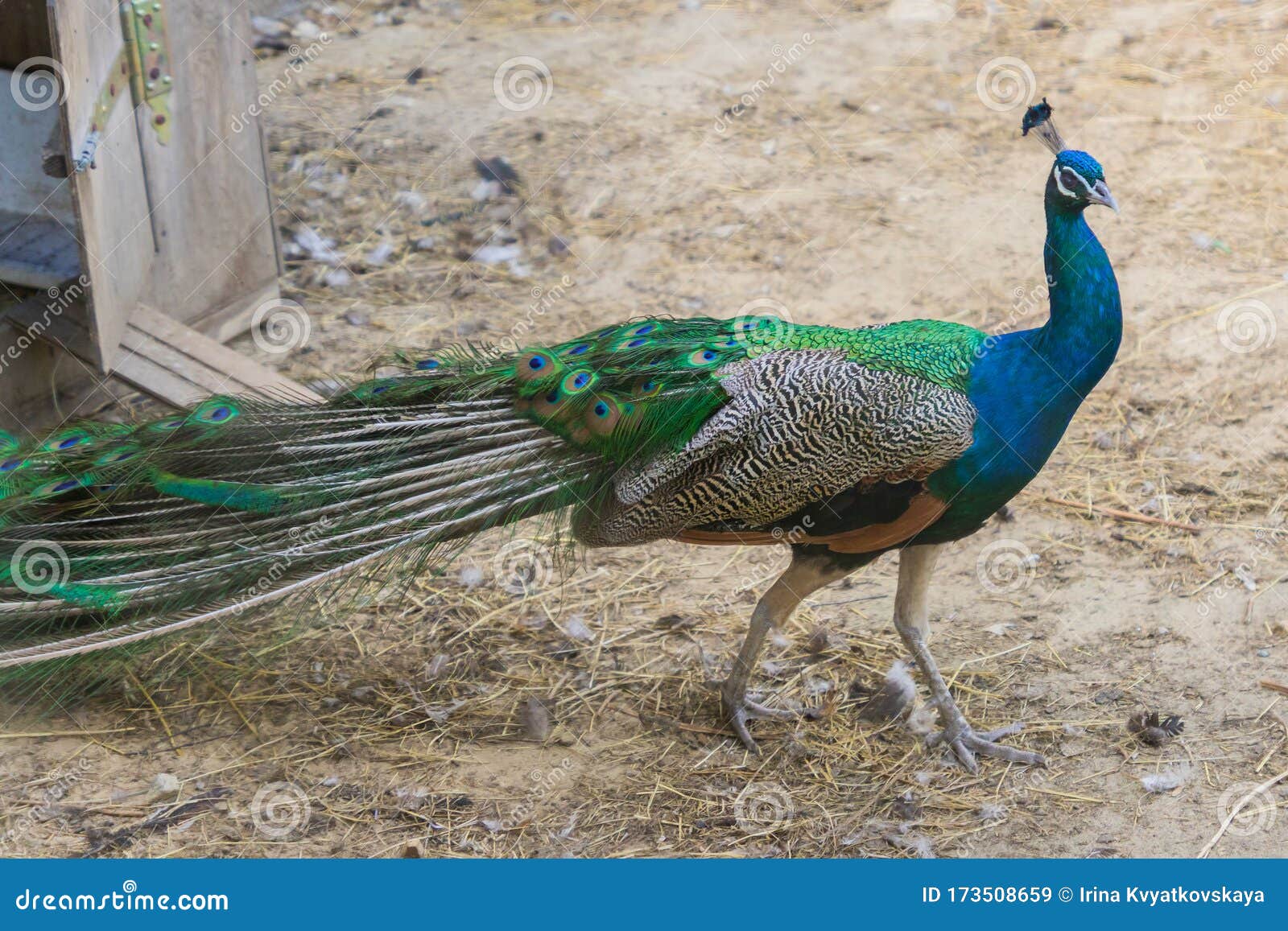 Close Up of Peacock Walking on Farm Editorial Stock Image - Image of ...