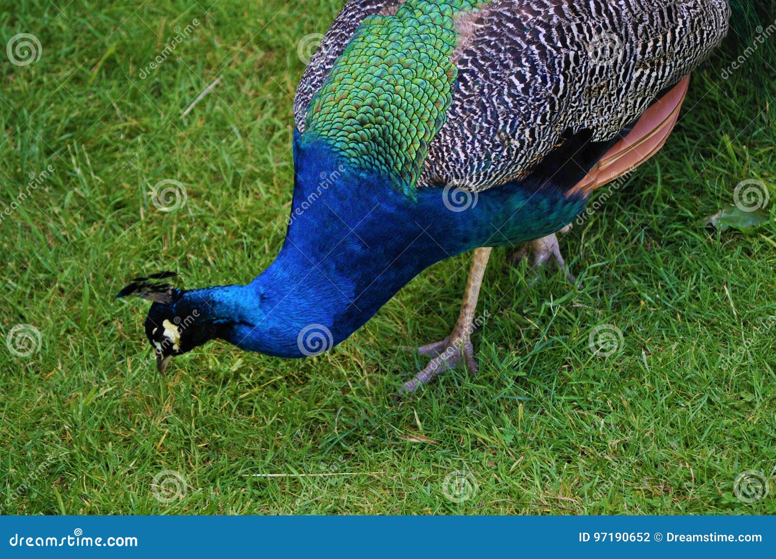 Peacock walking in garden stock photo. Image of animals - 97190652