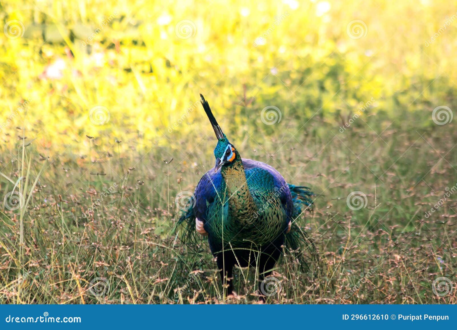 Peacock Walking in the Grass Stock Photo - Image of closeup, blue ...