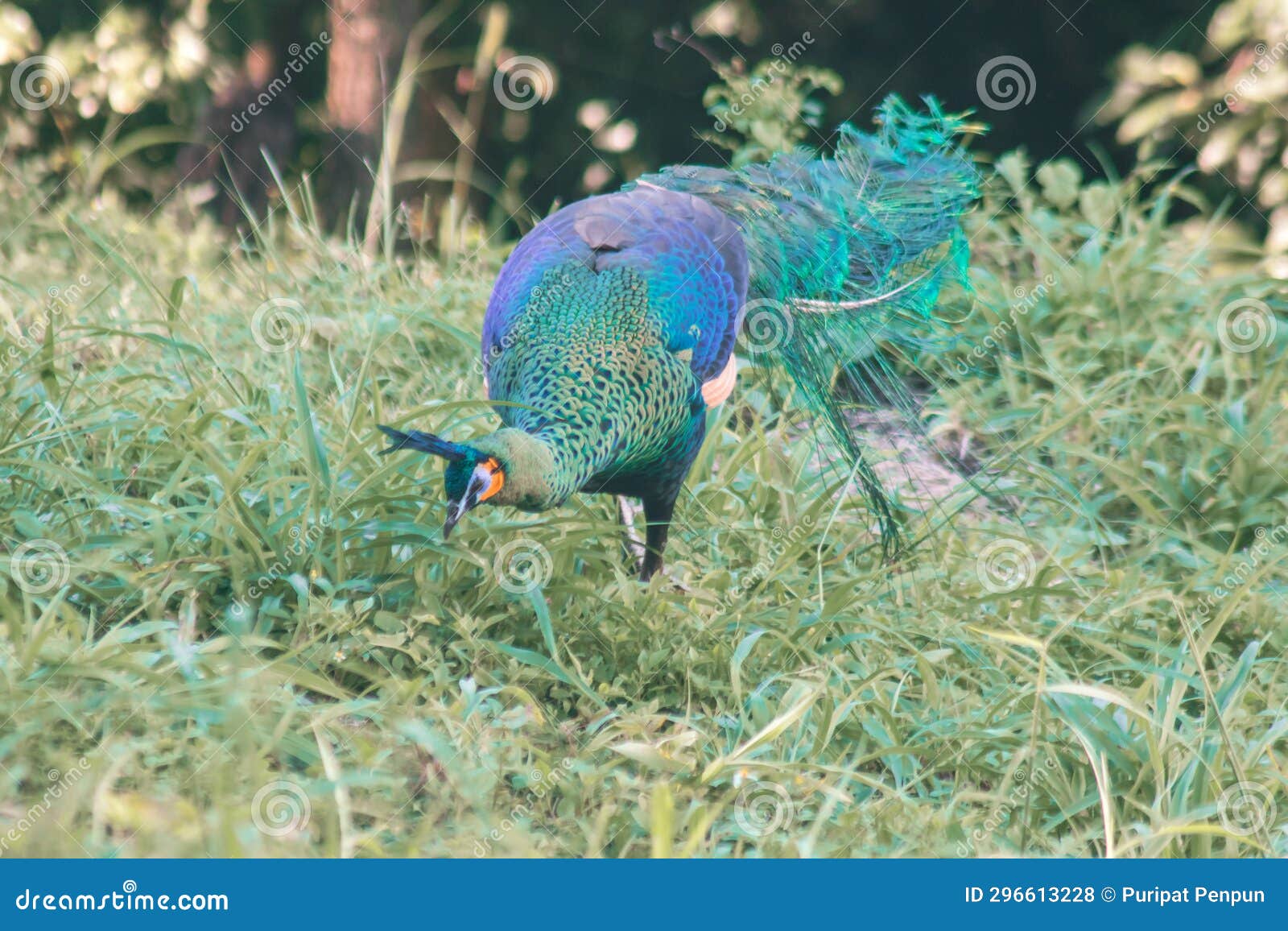 Peacock Walking in the Grass Stock Photo - Image of nature, lawn: 296613228