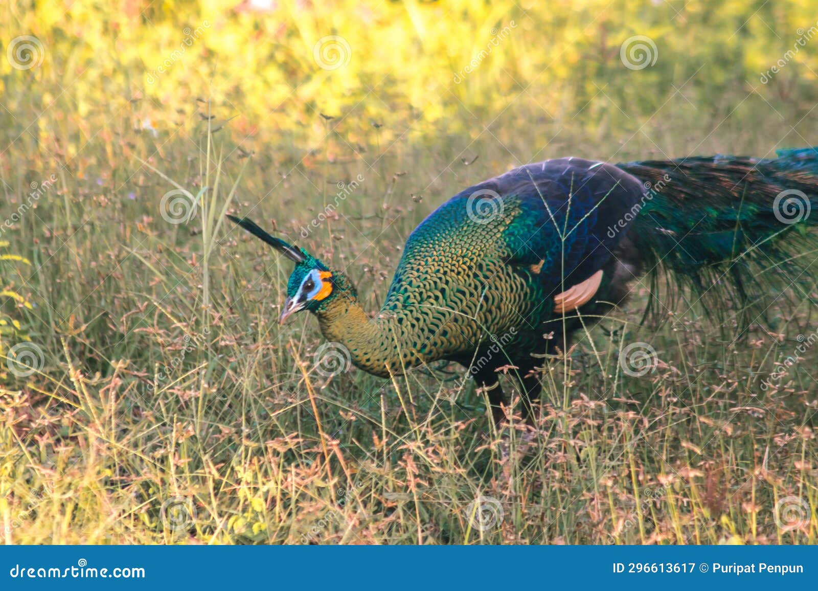 Peacock Walking in the Grass Stock Image - Image of colours, peacocks ...