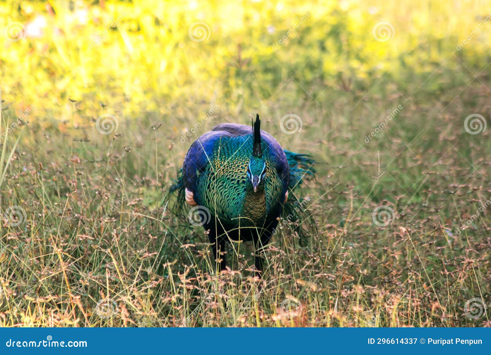 Peacock Walking in the Grass Stock Image - Image of vibrant, feather ...