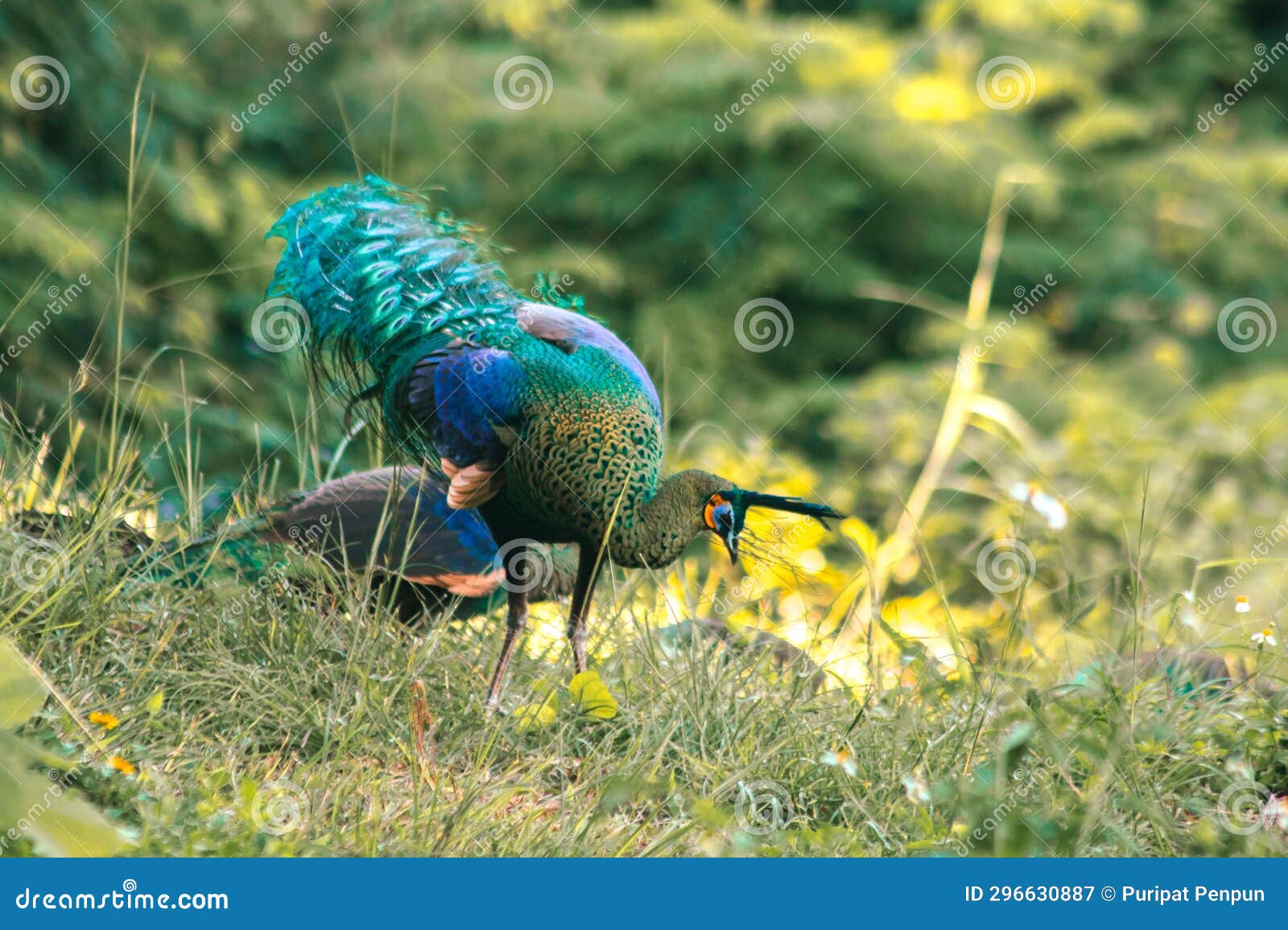 Peacocks Walk in the Meadows. Peacocks are Large Pheasant-type Birds ...