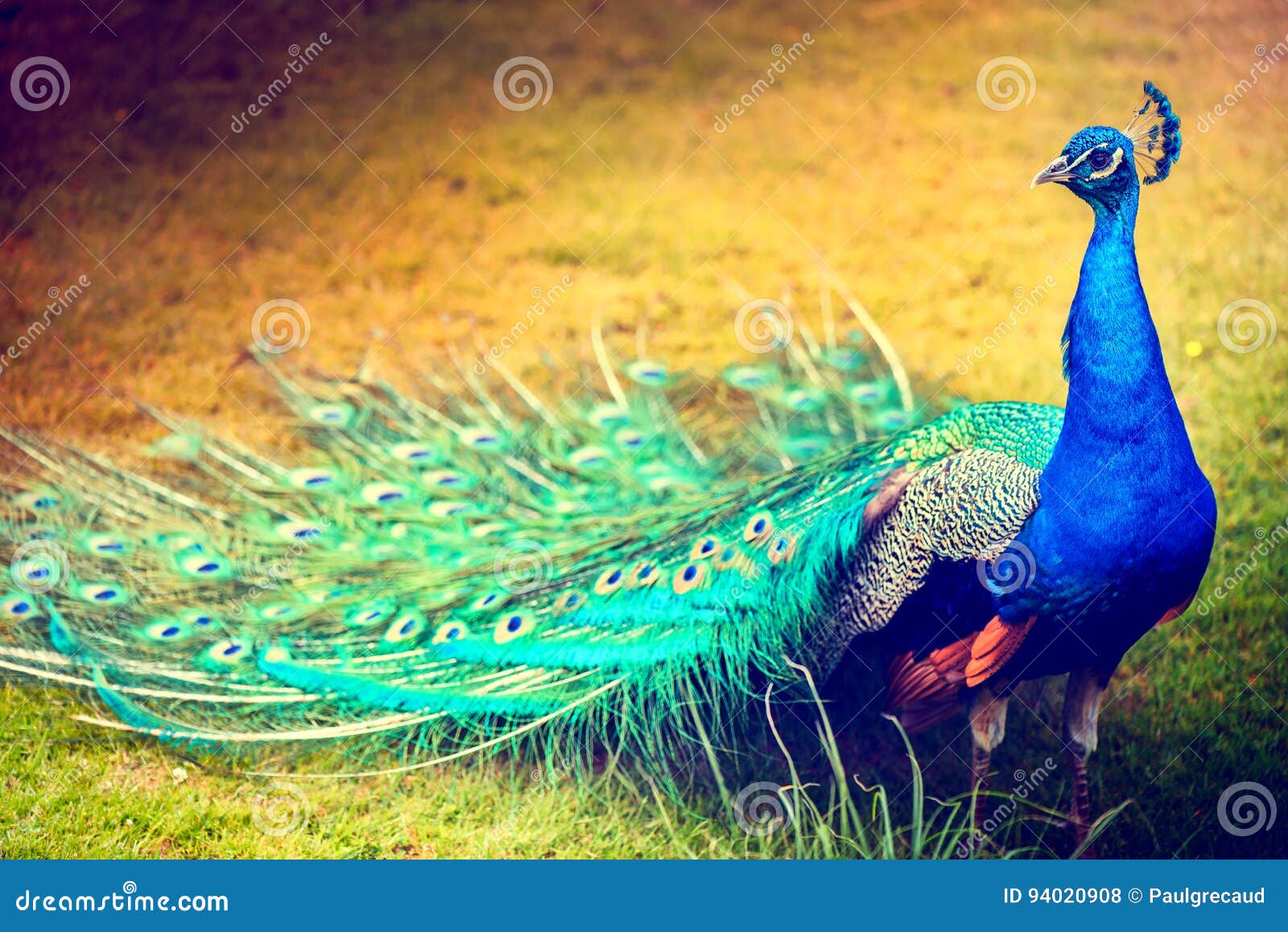 Peacock Walking On Green Grass Closeup Shot Biird Background Stock