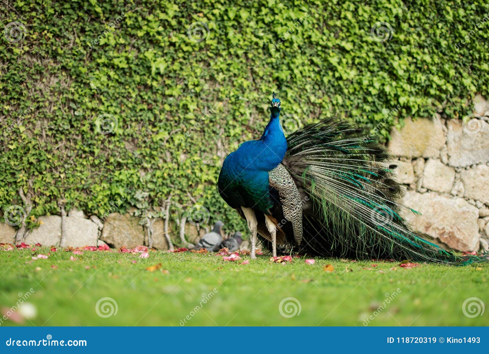 A Peacock Walking Through Its Land Showing Its Feathers And Twisting Its Neck Stock Image