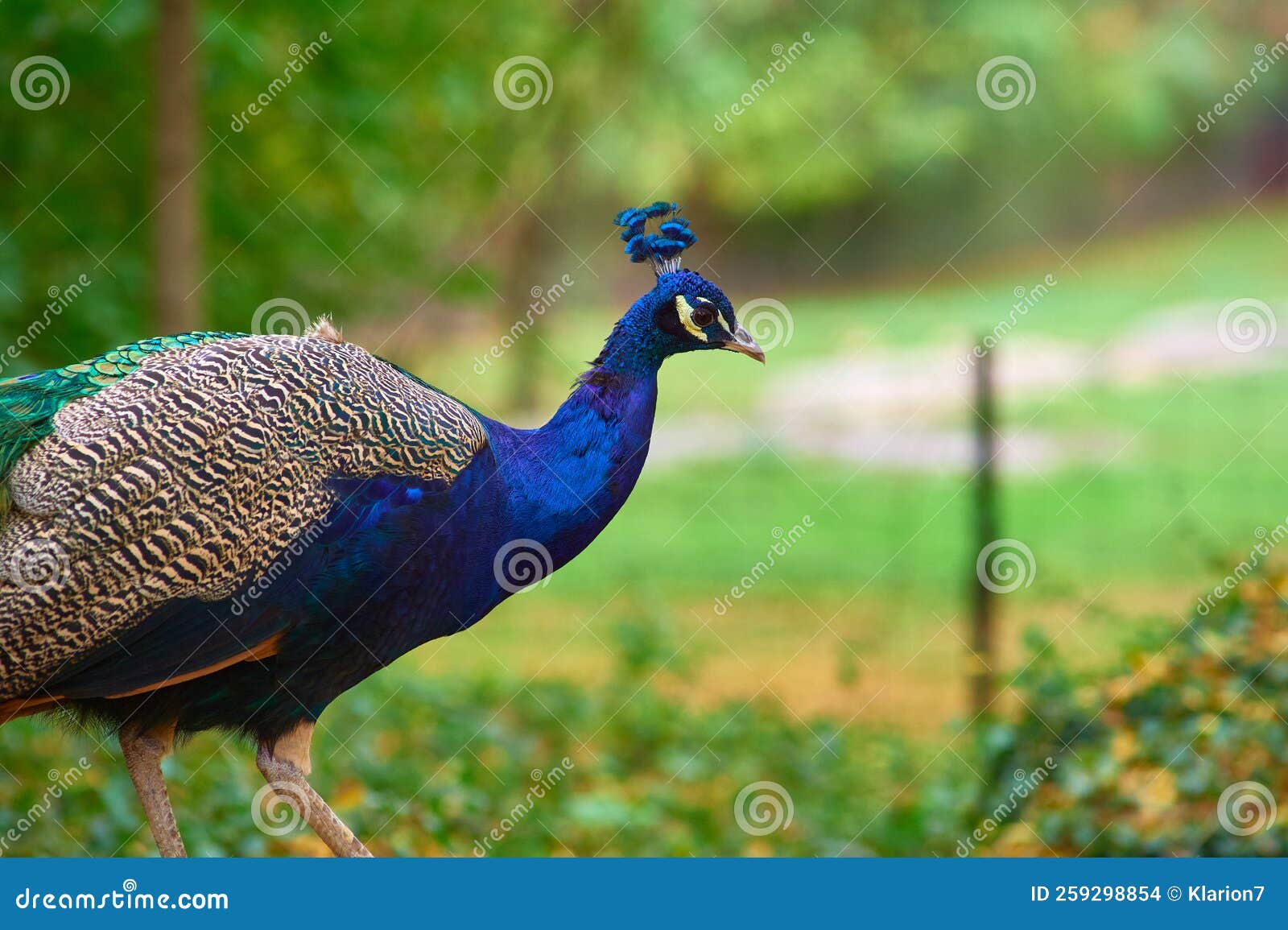 Colorful Peacock Standing on a Log in the Zoo Stock Photo - Image of ...