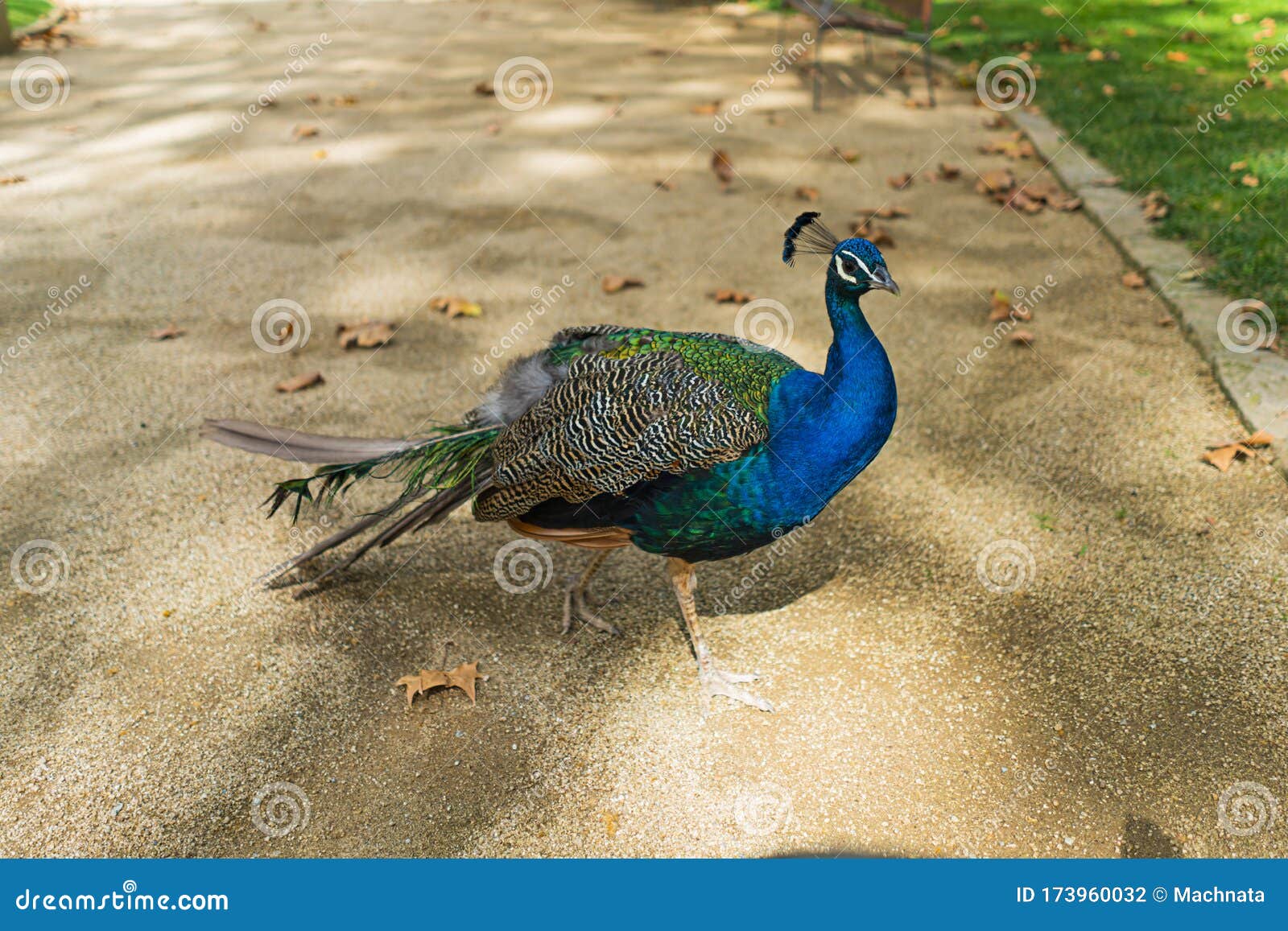 Peacock Walking in the Park Stock Photo - Image of spot, poultry: 173960032