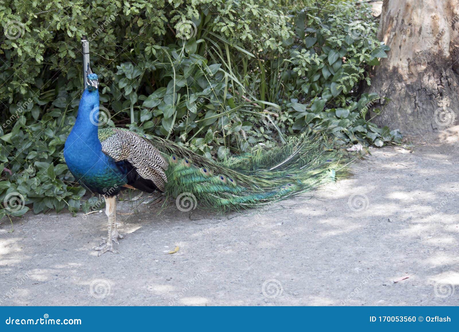 The Peacock is a Beautiful Bird with a Long Train of Feathers Stock ...