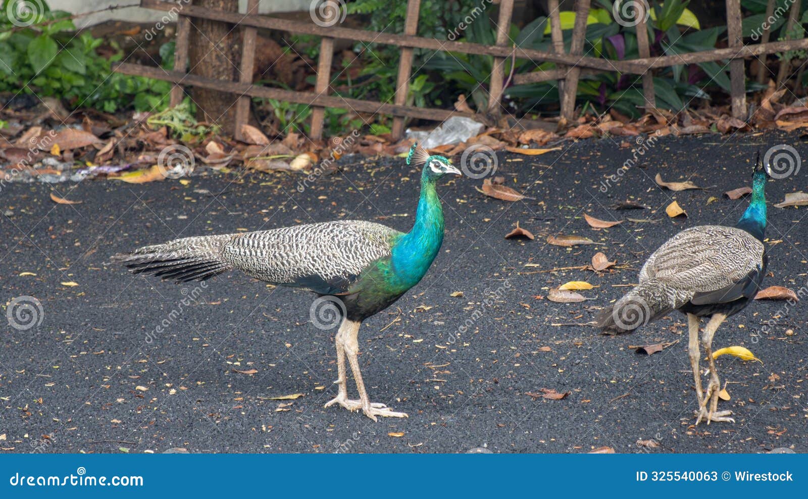 Peacock Walking on the Road in Bengaluru, India Stock Image - Image of ...