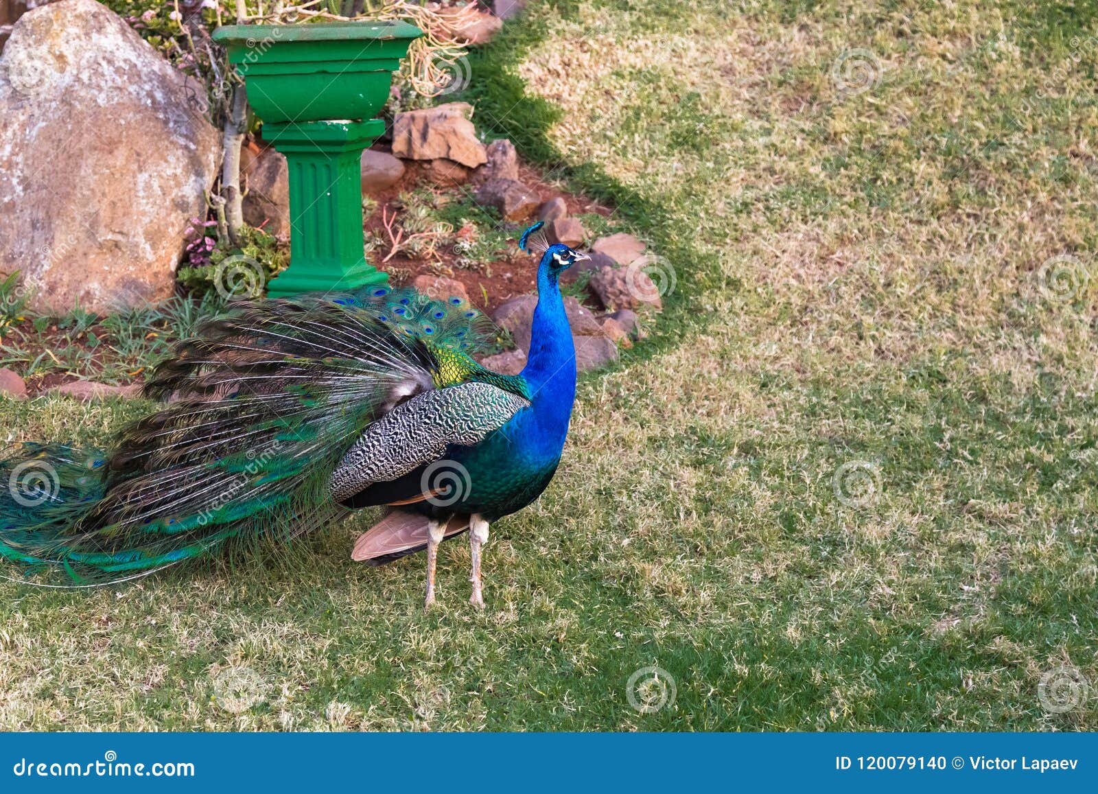 The Peacock Walks in Aberdare. Kenya Stock Photo - Image of color ...