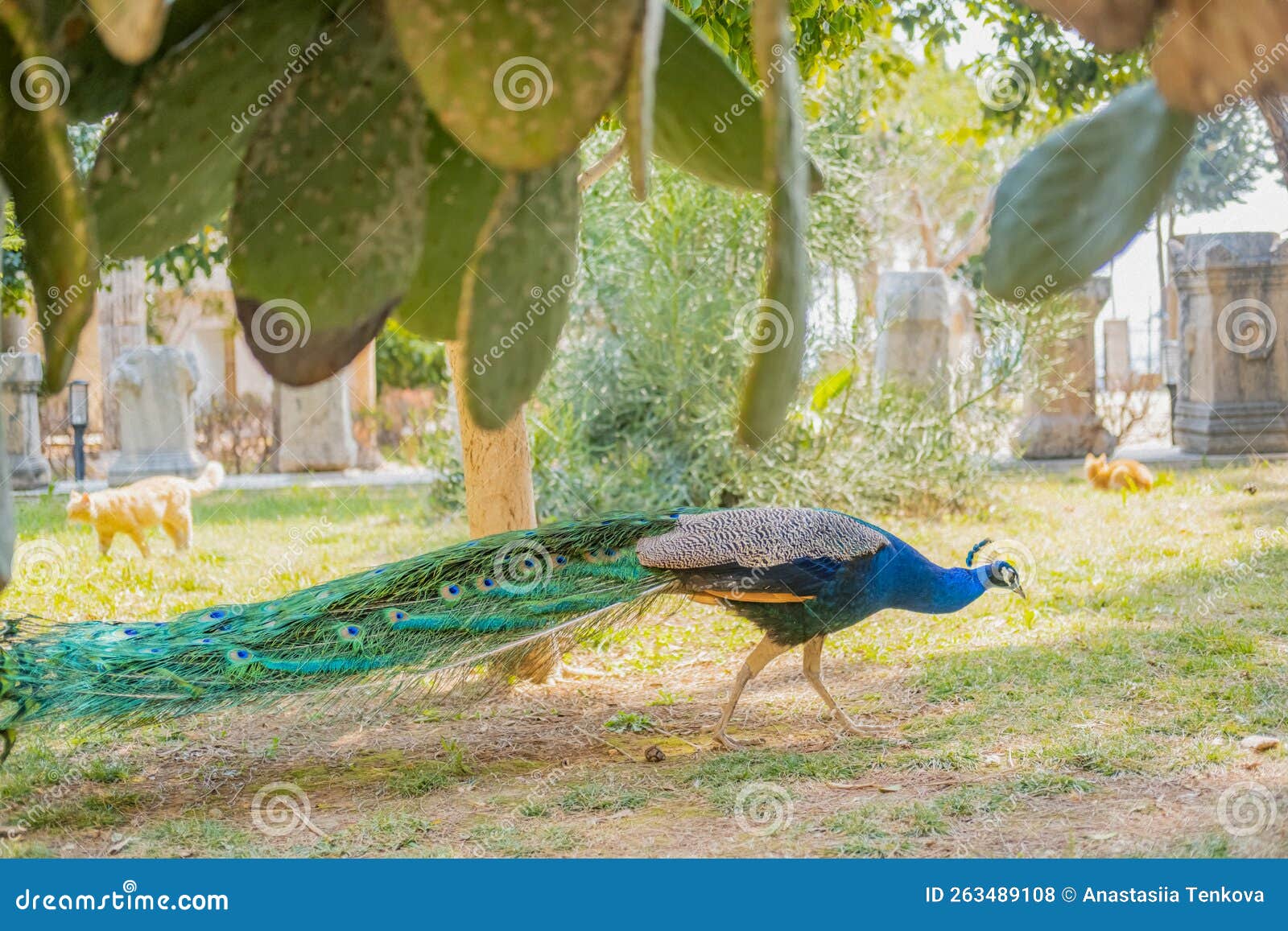 Peacock Walks Against the Backdrop of Ancient Columns and Cacti Stock ...