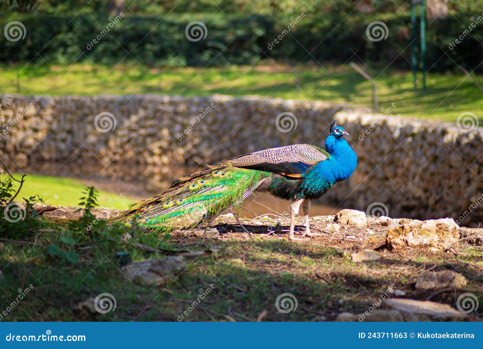 Peacock Walks in the Forest in Its Natural Habitat Stock Image - Image ...