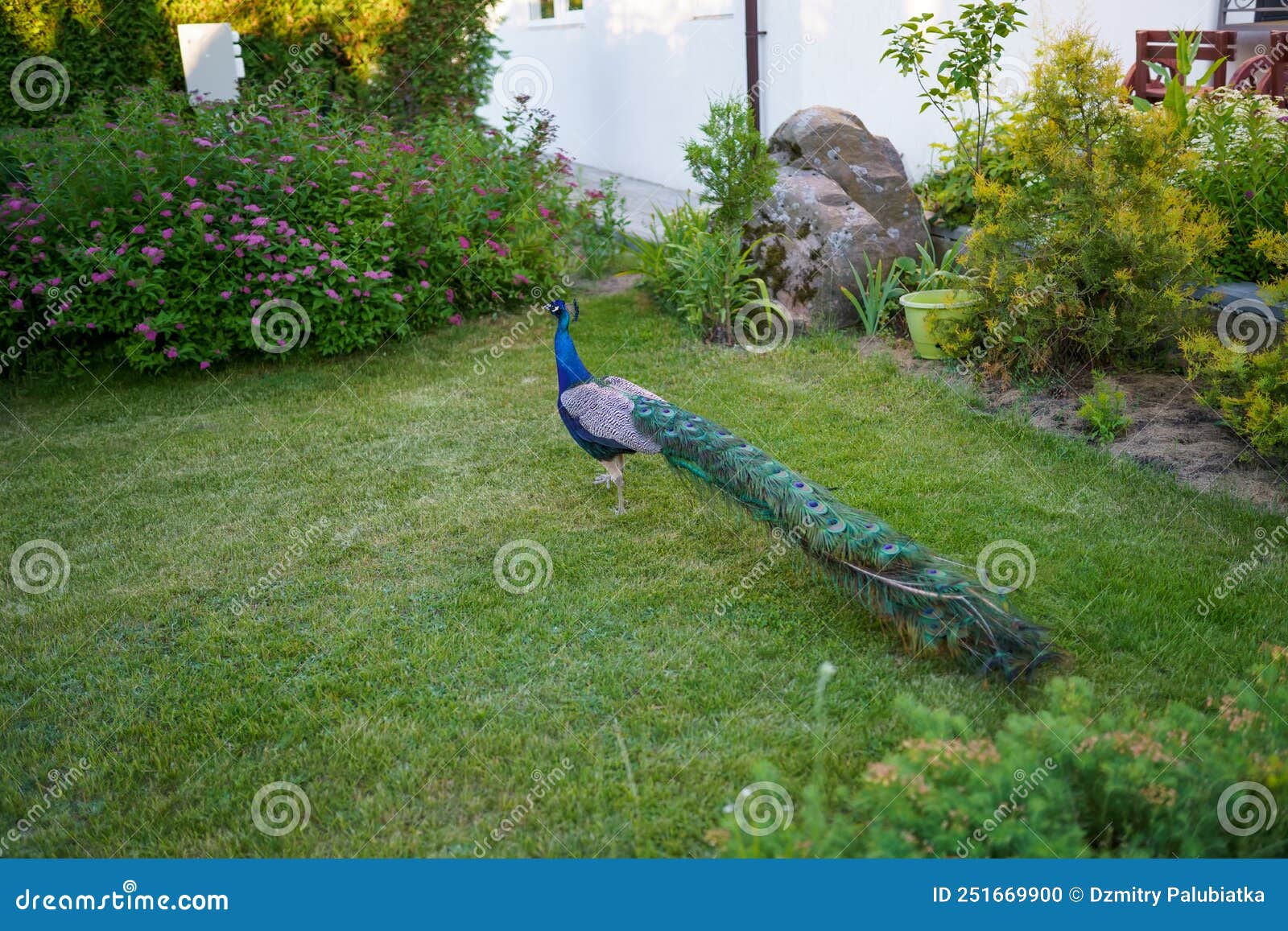 Peacock Walks in the Garden Rear View Stock Photo - Image of natural ...