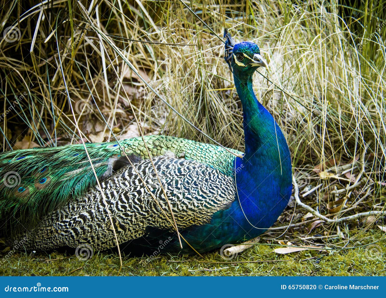 Peacock stock photo. Image of wildlife, feathers, beautiful - 65750820