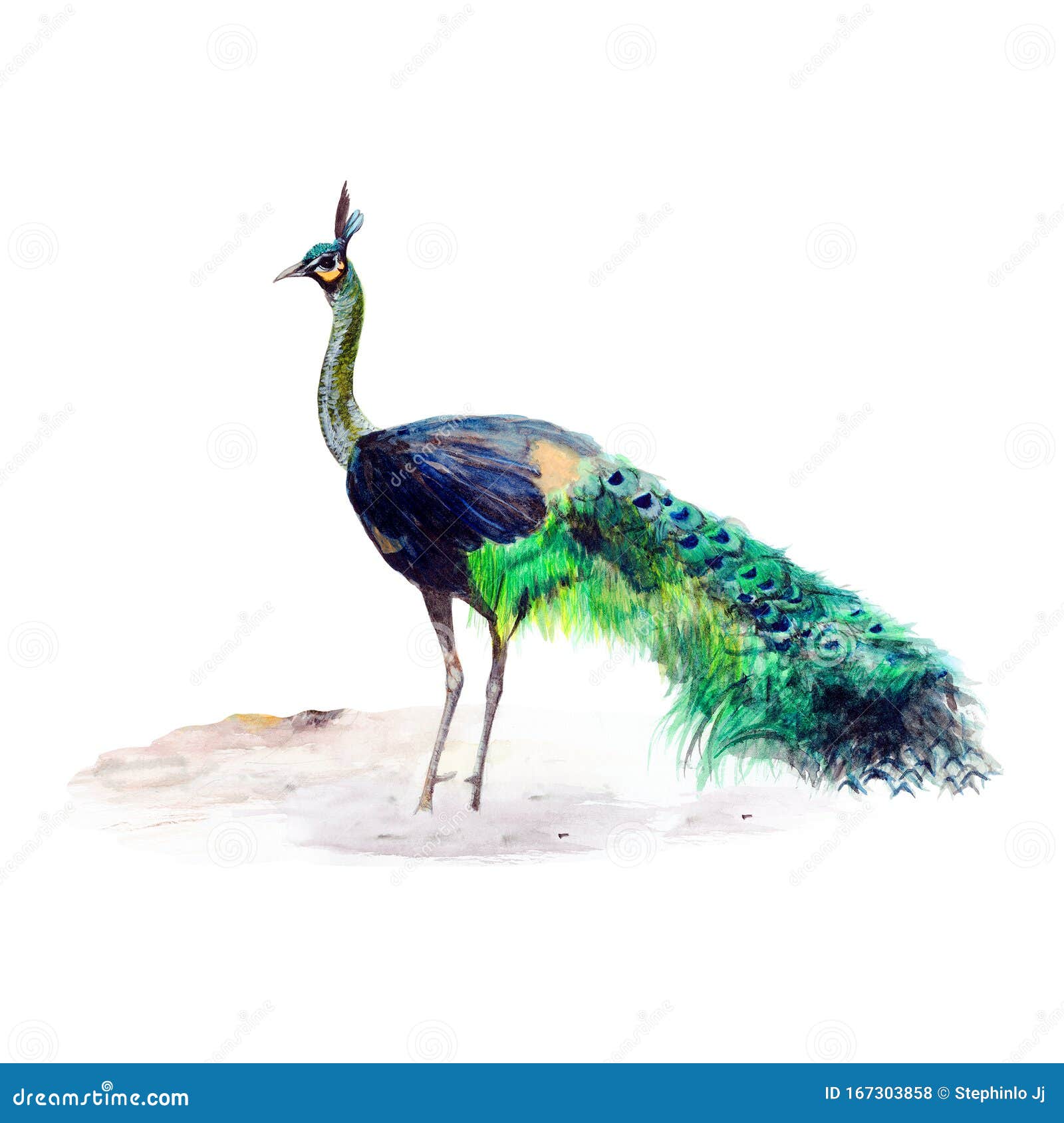 Peacock Watercolor Drawing On White Background Watercolor Illustration